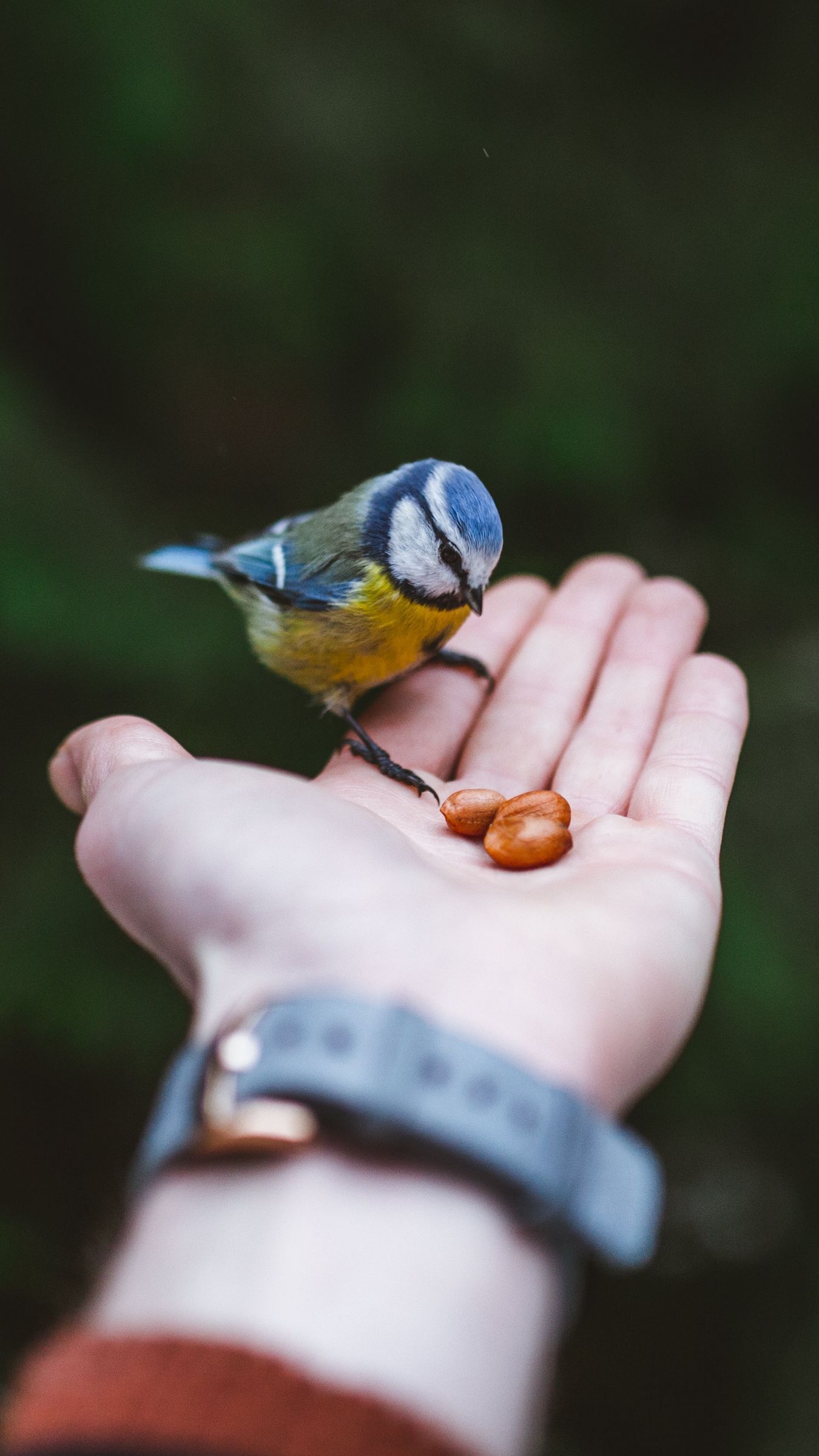 Bird On Hand Wallpapers - Wallpaper Cave