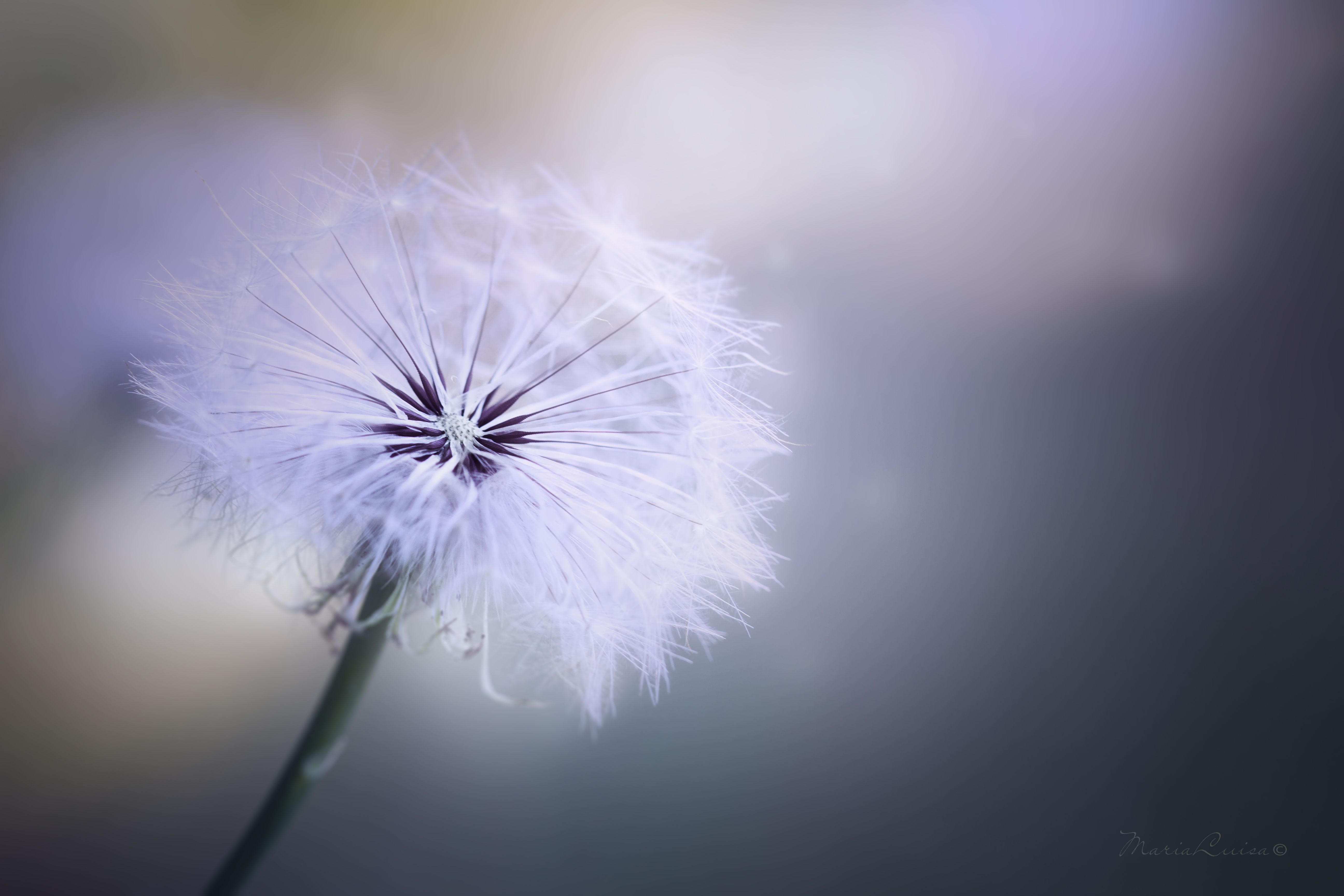 Soft Spring Wallpapers - Wallpaper Cave