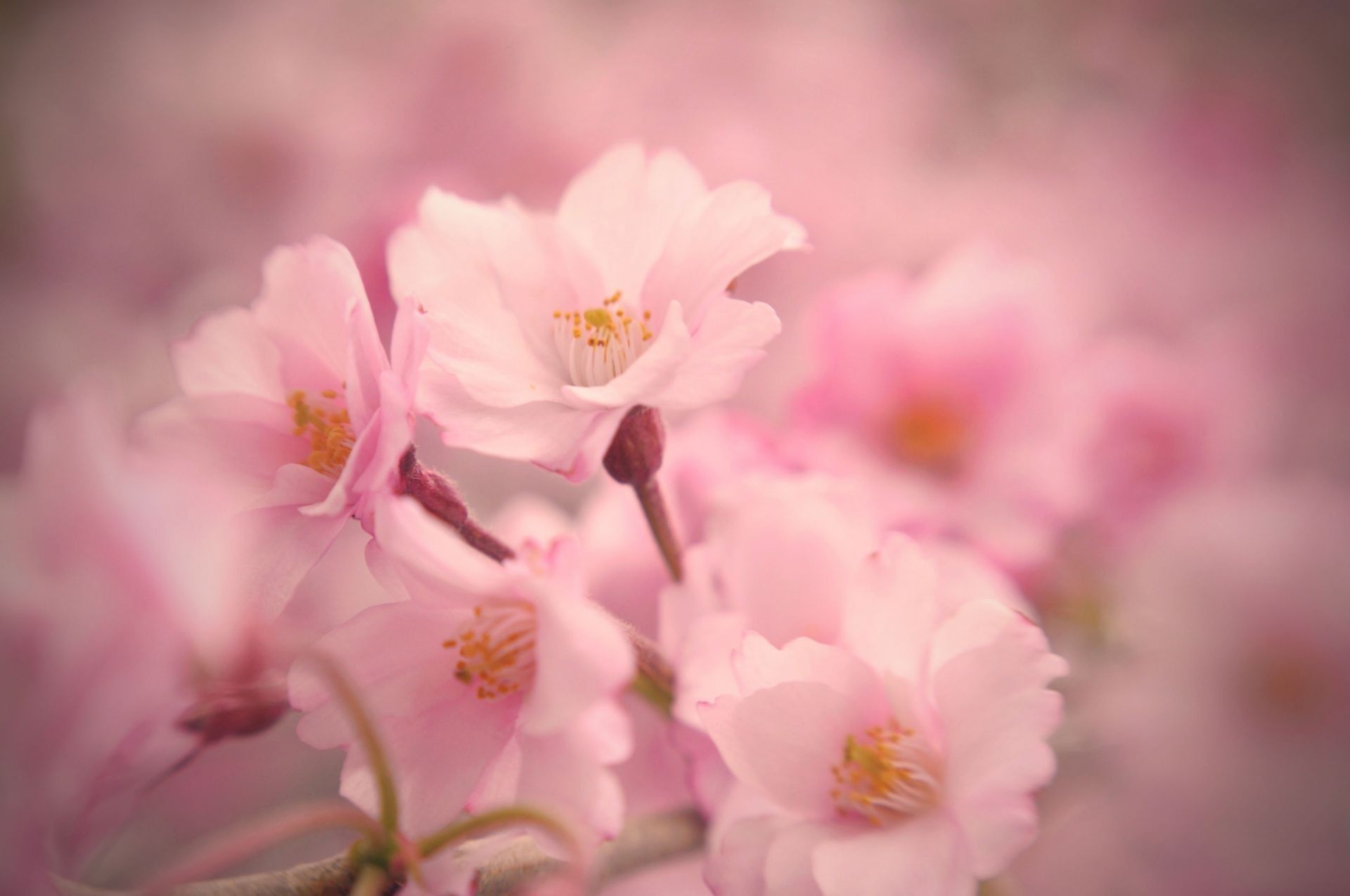 Soft Spring Wallpapers - Wallpaper Cave