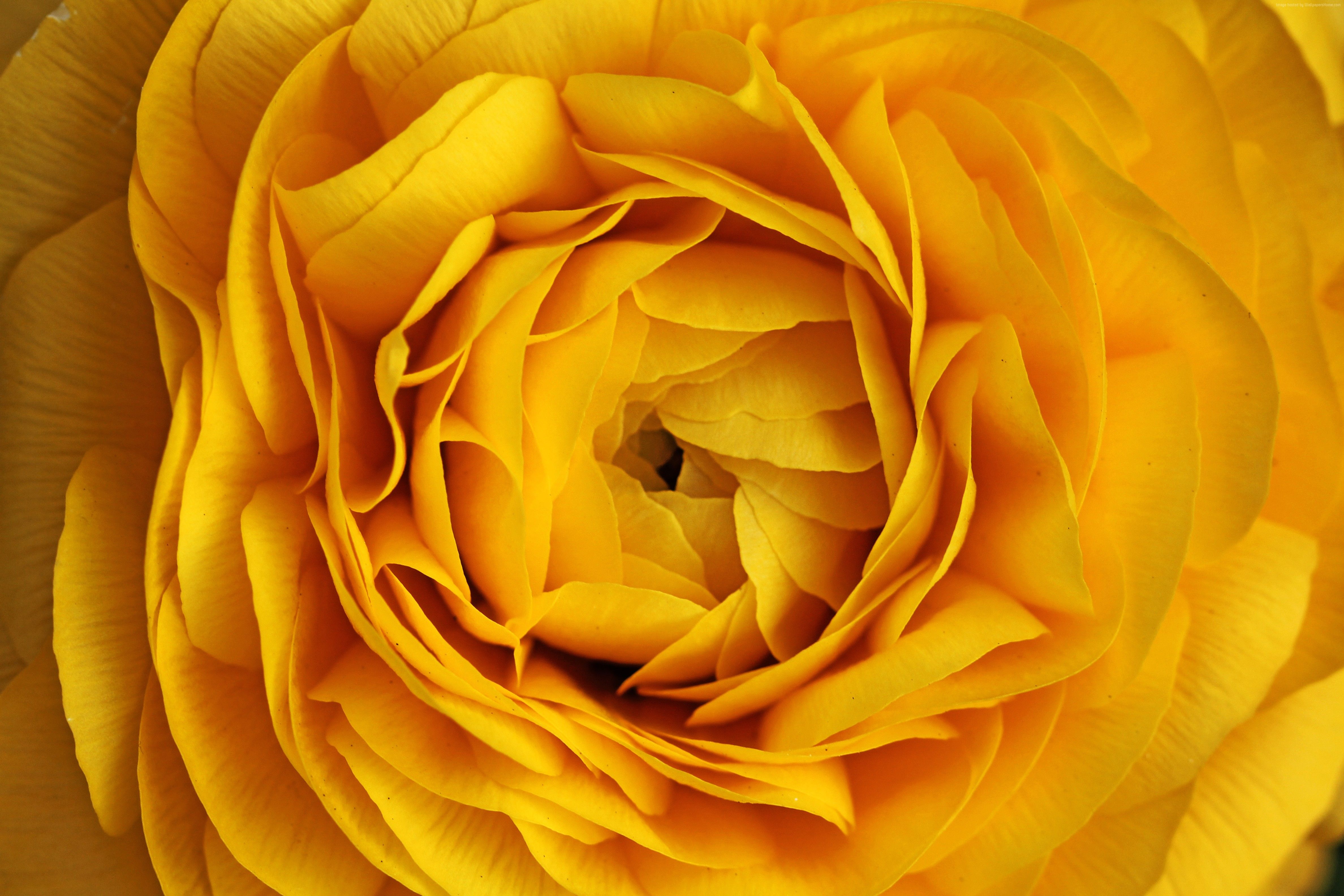 Yellow Rose 4k Wallpapers - Wallpaper Cave