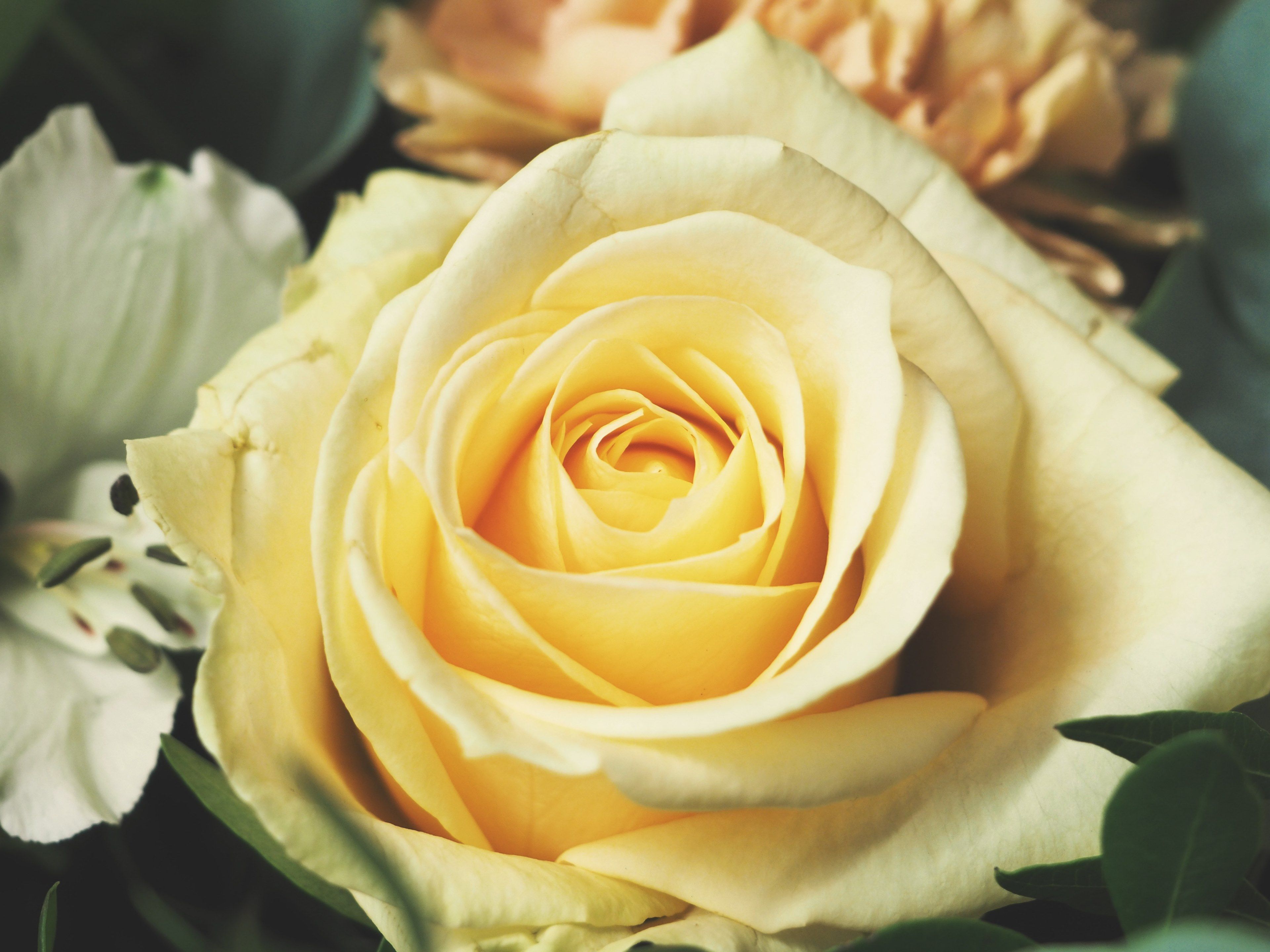 Yellow Rose 4k Wallpapers - Wallpaper Cave