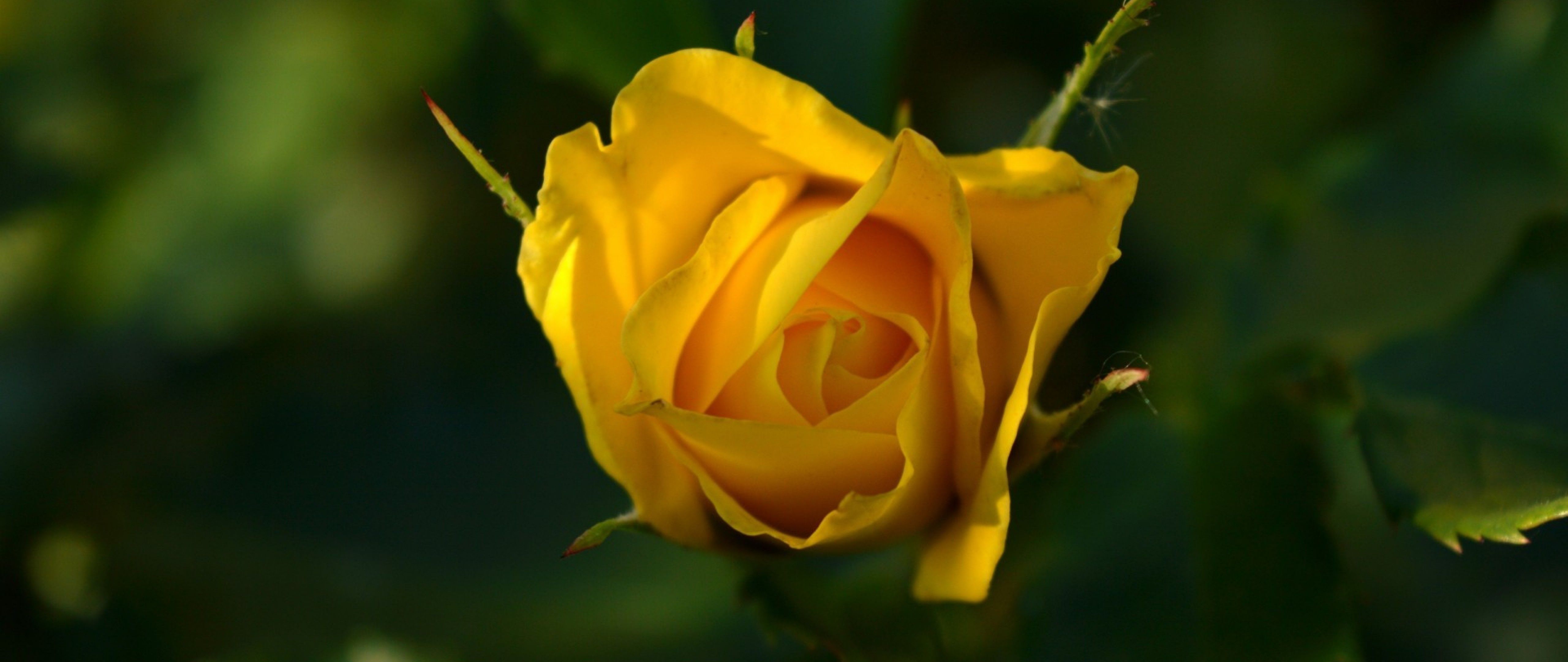 Yellow Rose 4k Wallpapers - Wallpaper Cave