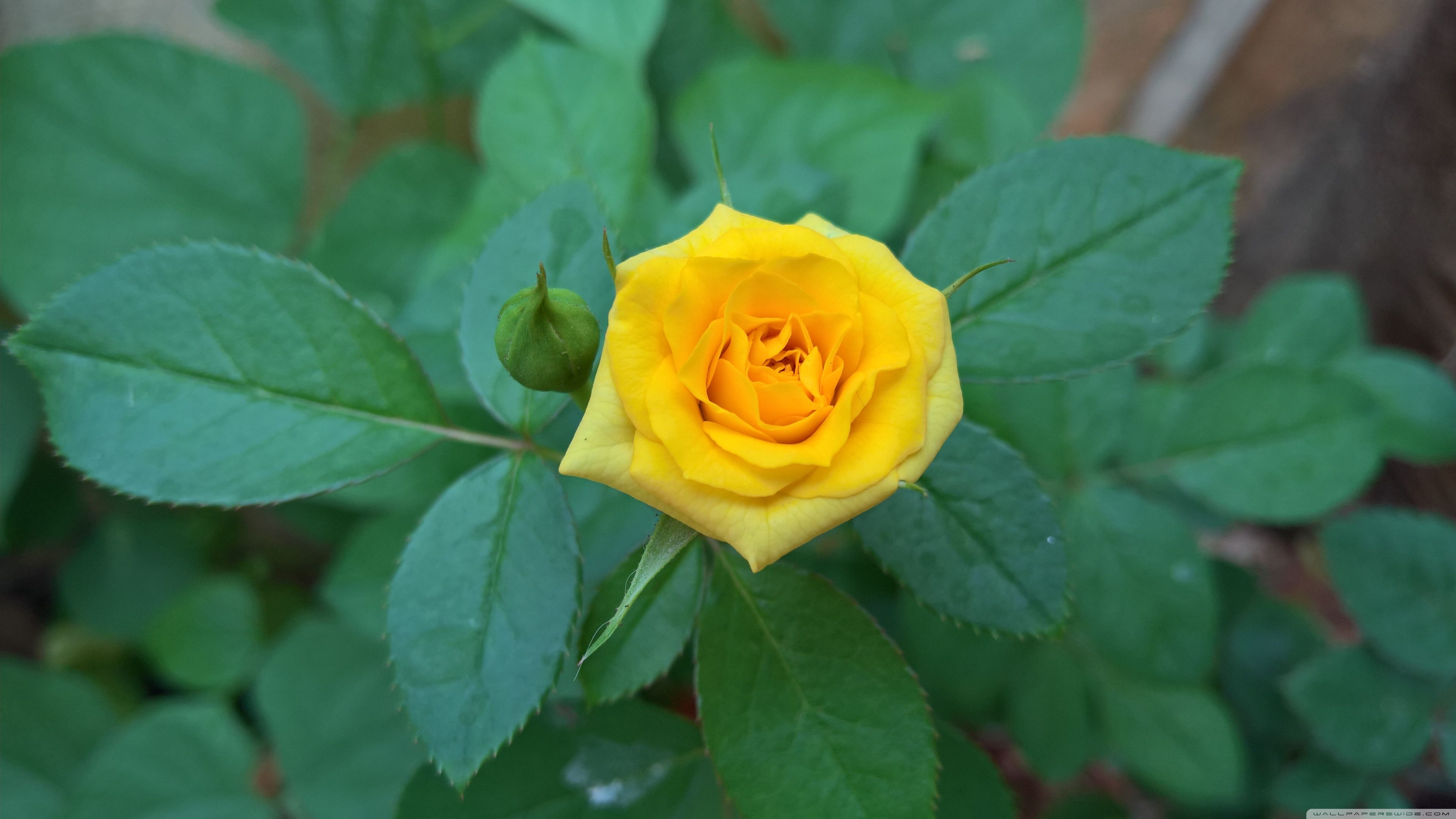 Yellow Rose 4k Wallpapers - Wallpaper Cave
