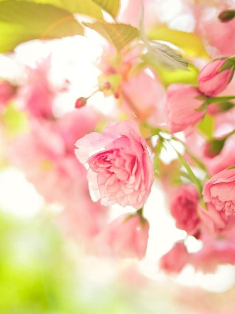 Spring Starbucks Wallpapers - Wallpaper Cave