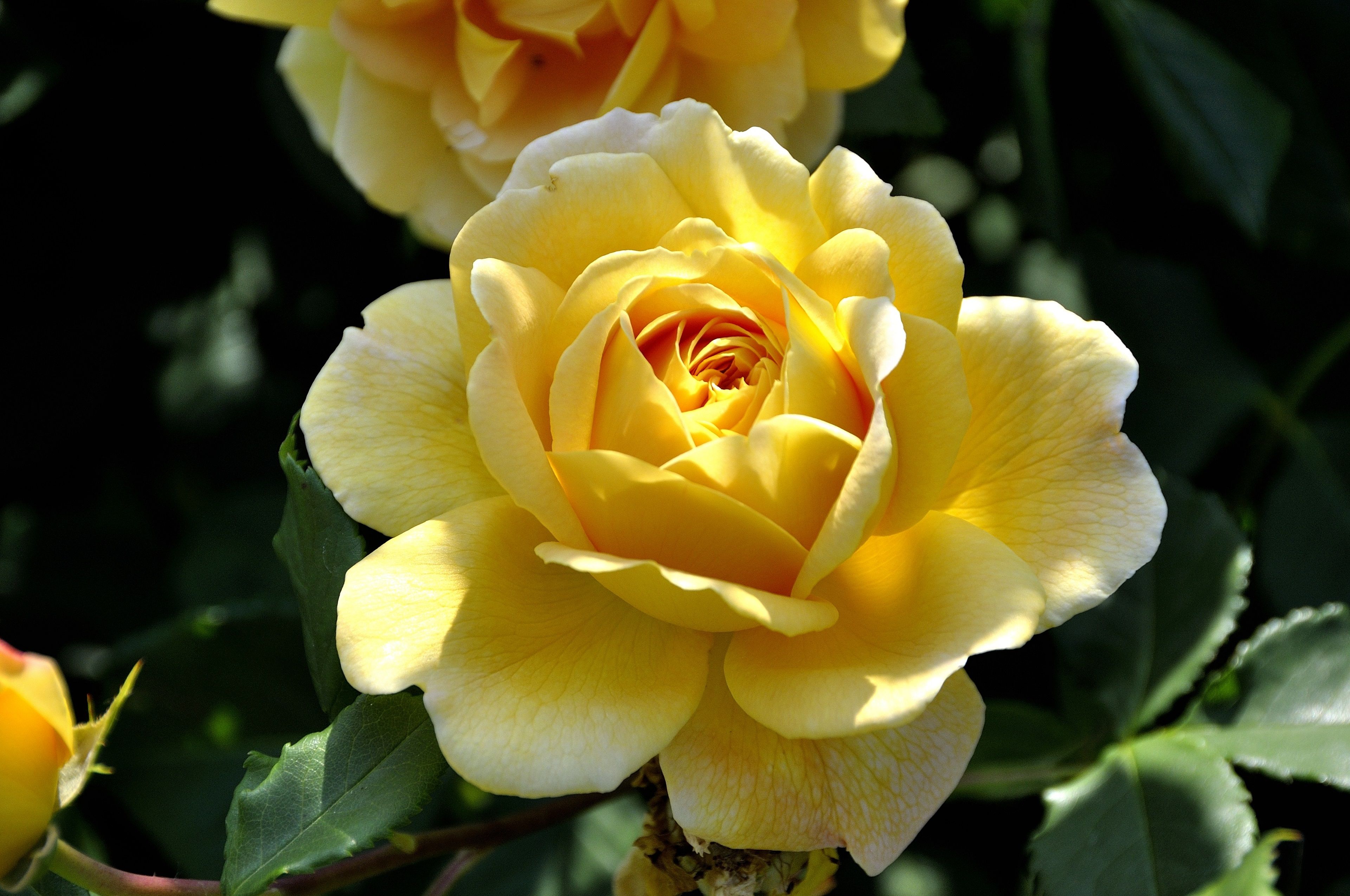 Yellow Rose 4k Wallpapers - Wallpaper Cave