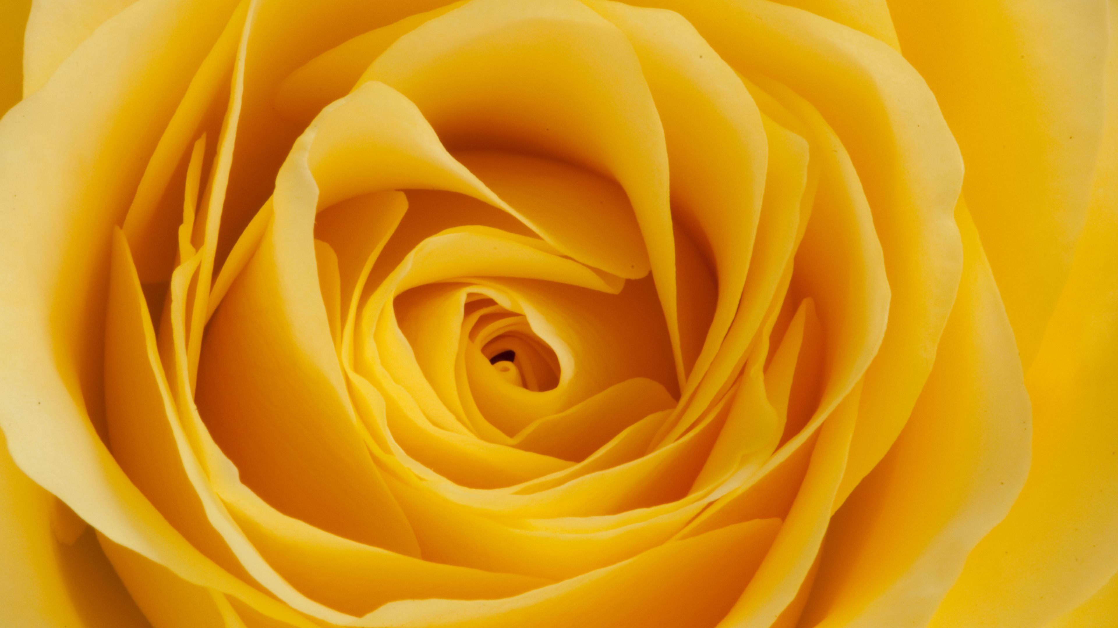 Yellow Rose 4k Wallpapers - Wallpaper Cave