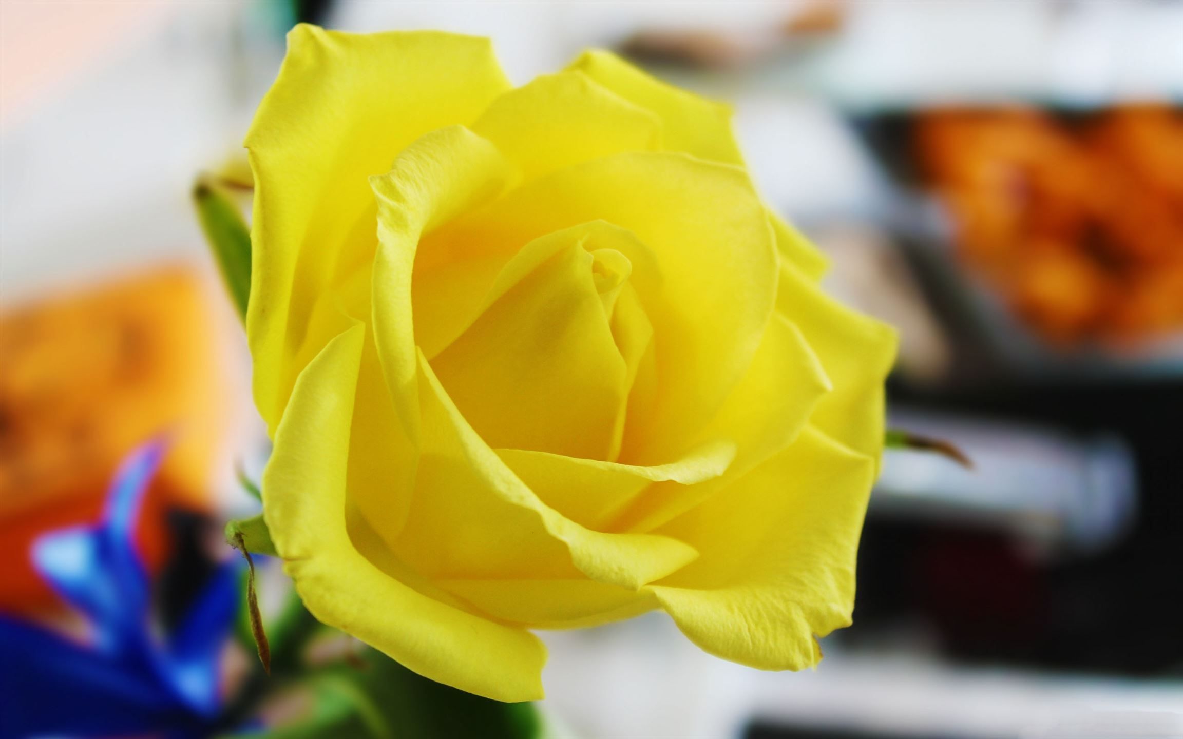Yellow Rose 4k Wallpapers - Wallpaper Cave