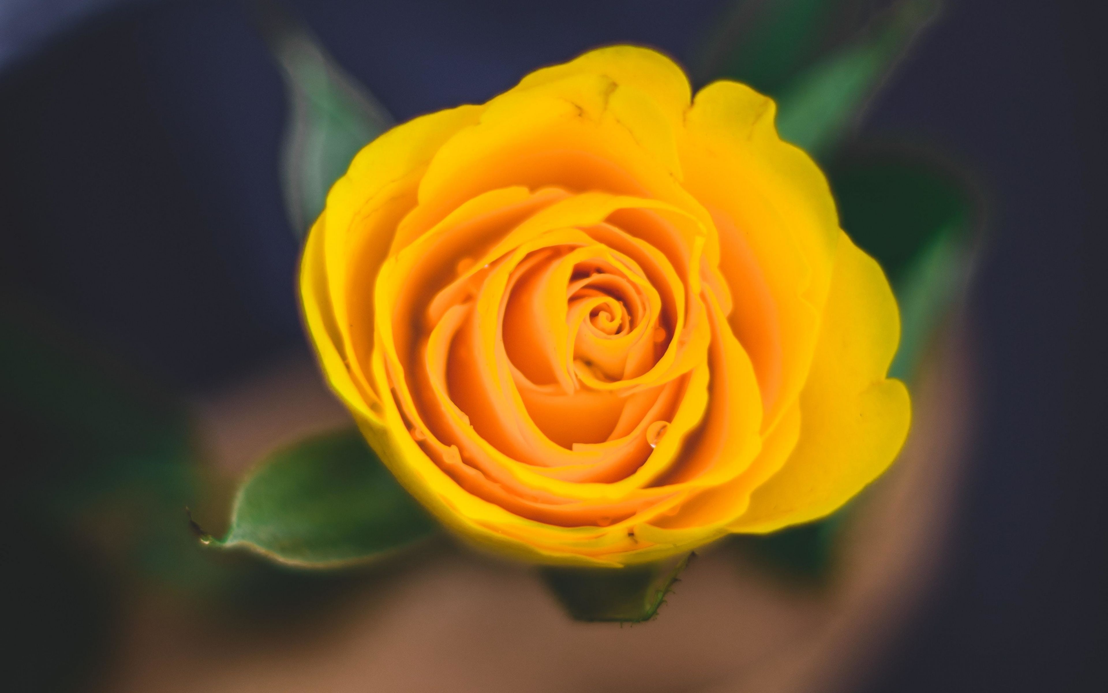 Yellow Rose 4k Wallpapers - Wallpaper Cave