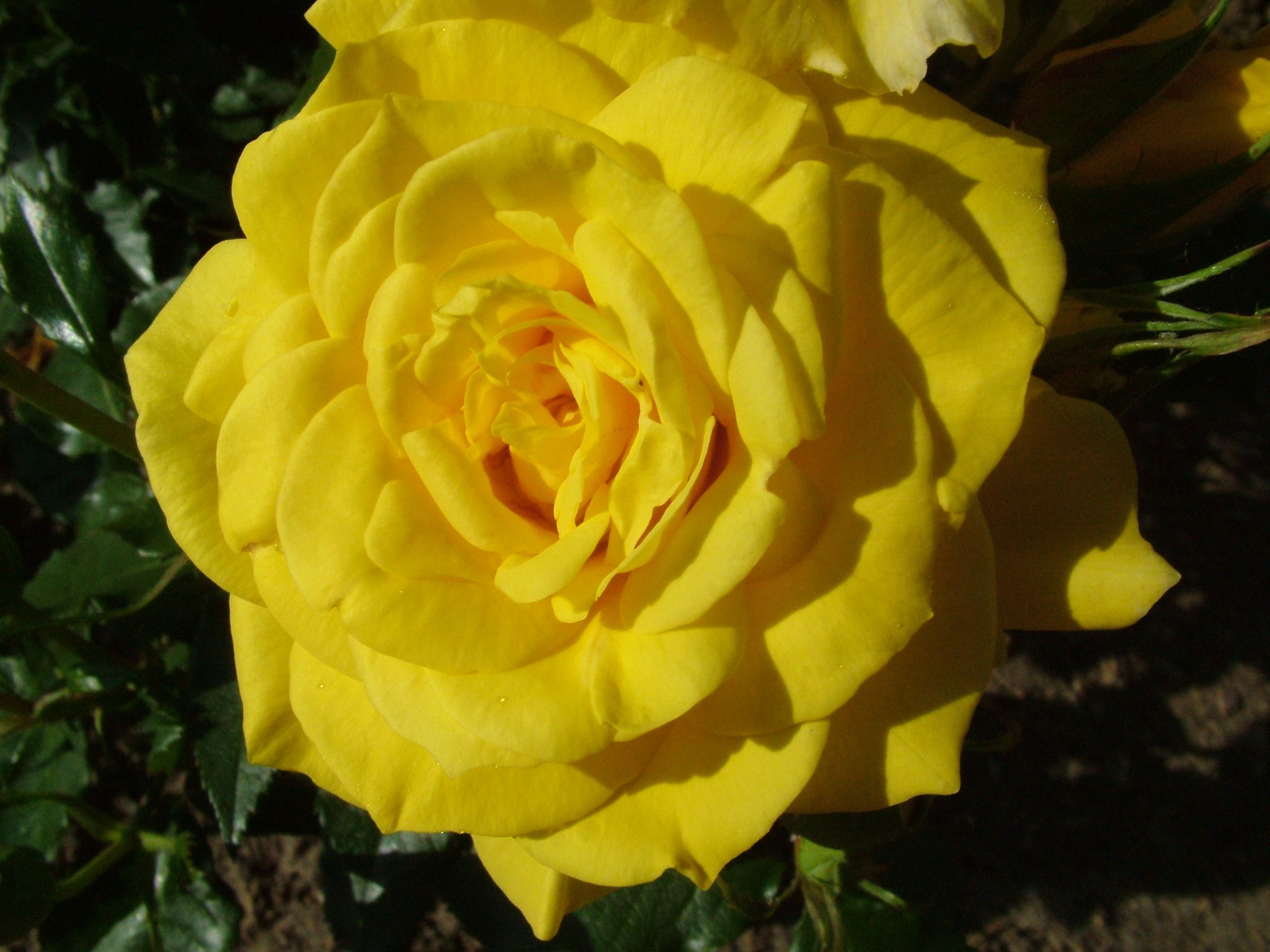 Yellow Rose 4k Wallpapers - Wallpaper Cave
