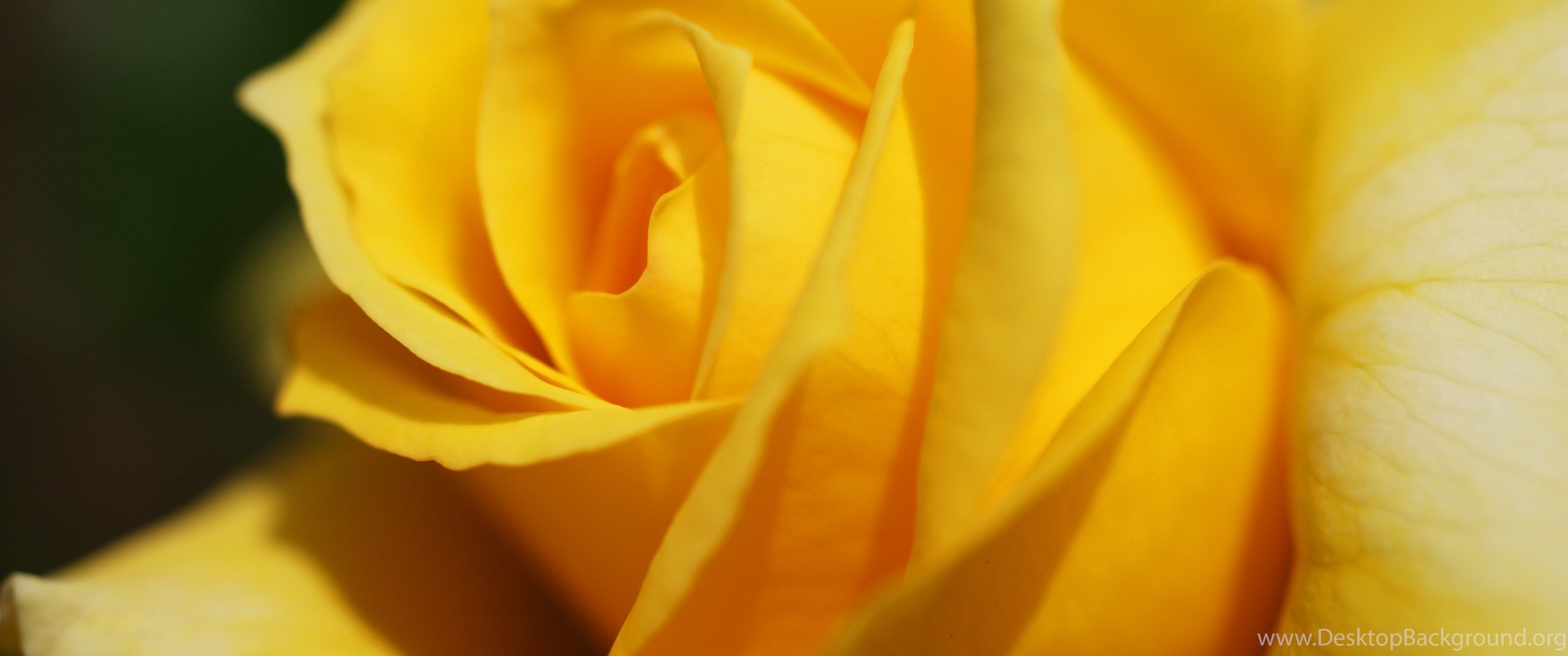 Yellow Rose 4k Wallpapers - Wallpaper Cave