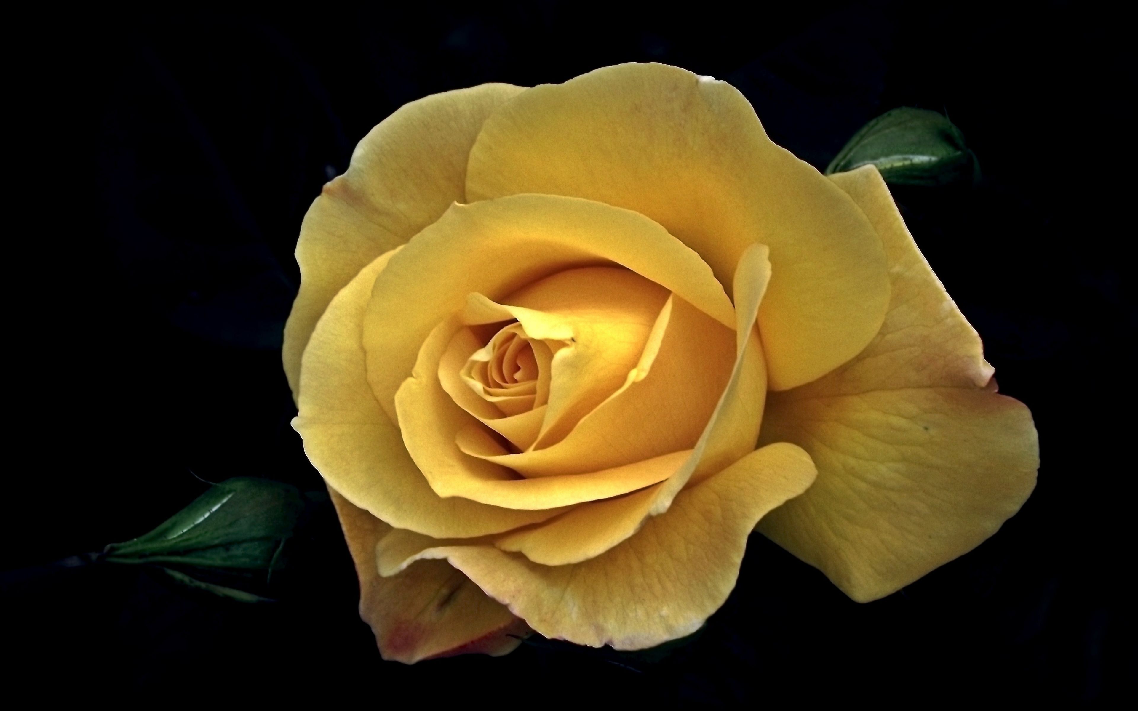 Yellow Rose 4k Wallpapers - Wallpaper Cave