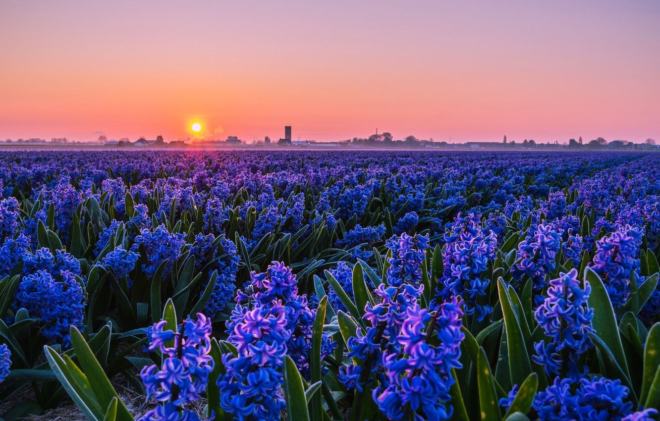 Hyacinths Wallpapers - Wallpaper Cave
