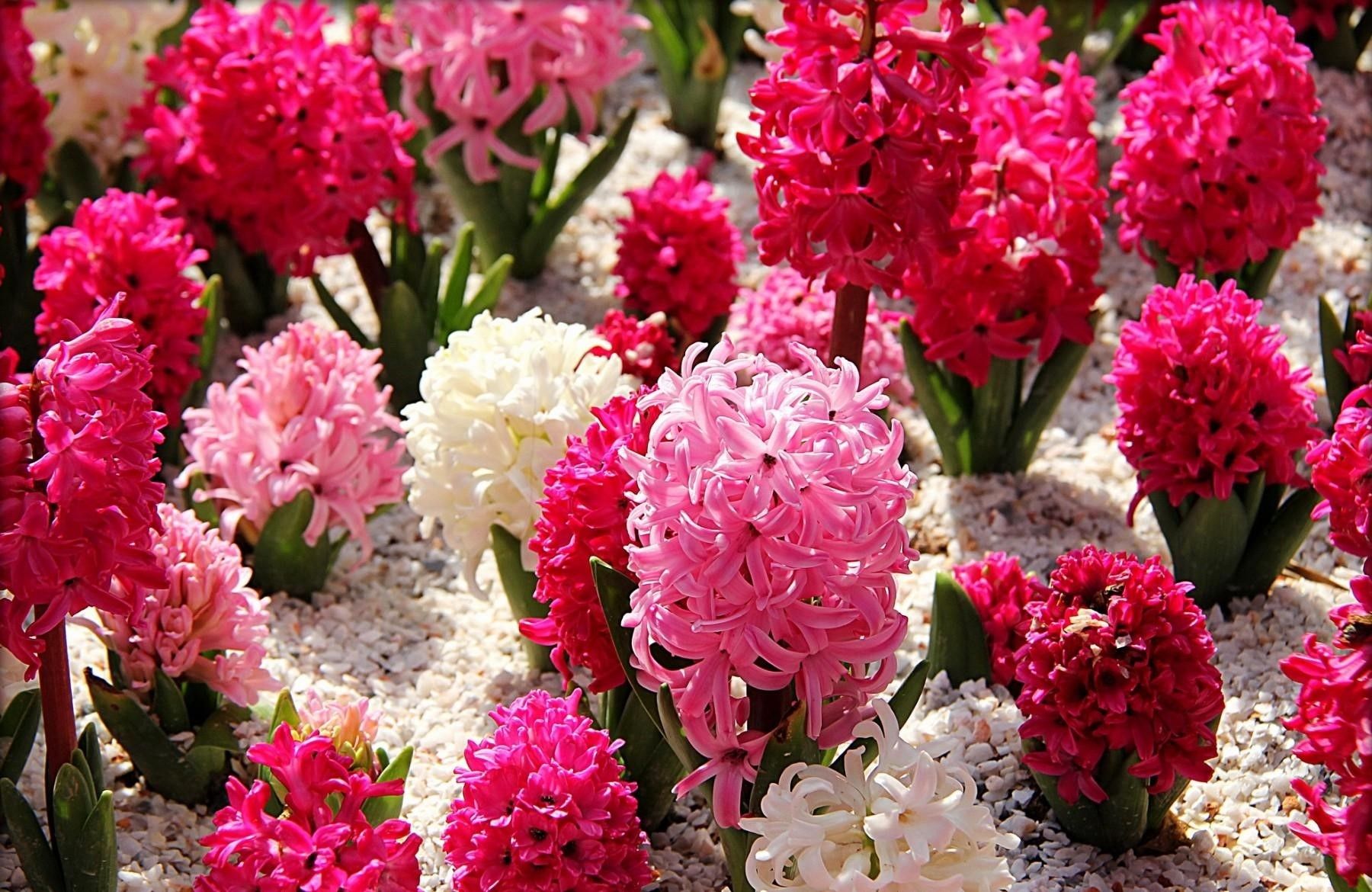 Hyacinths Wallpapers - Wallpaper Cave