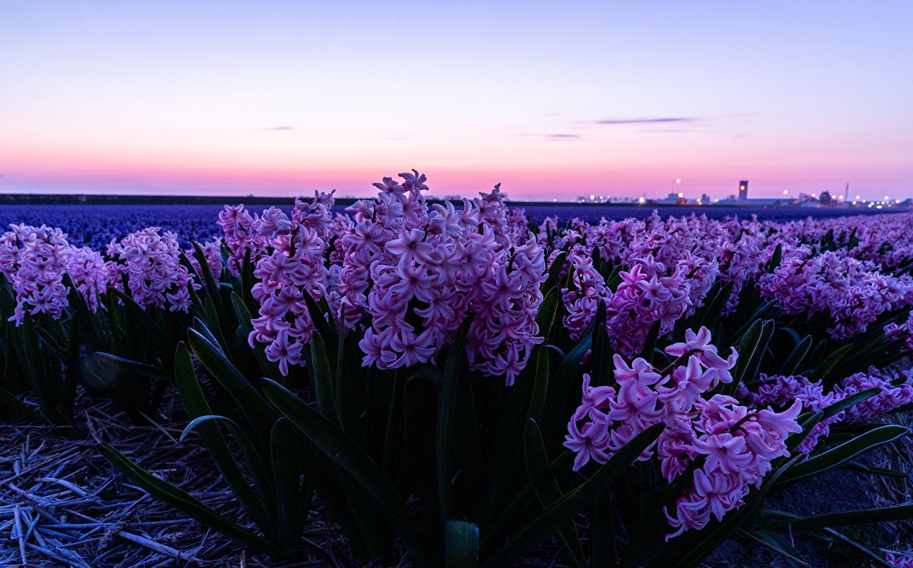 Hyacinths Wallpapers - Wallpaper Cave