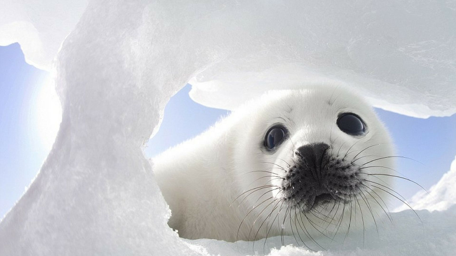 Cute Seal Wallpapers - Wallpaper Cave