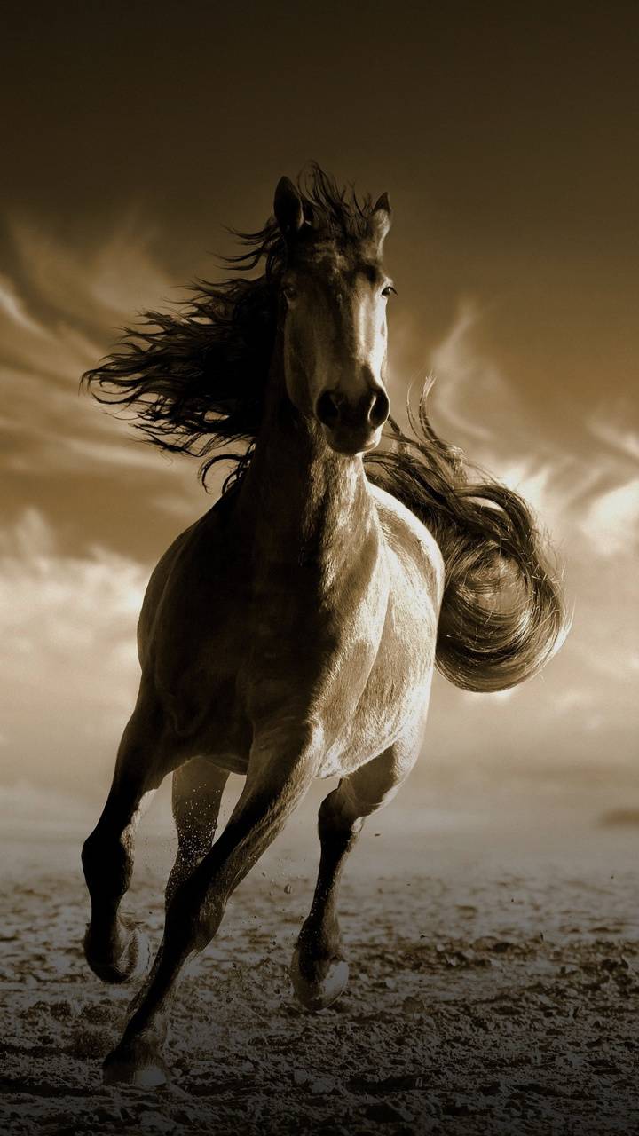 Wild Horse Wallpapers - Wallpaper Cave