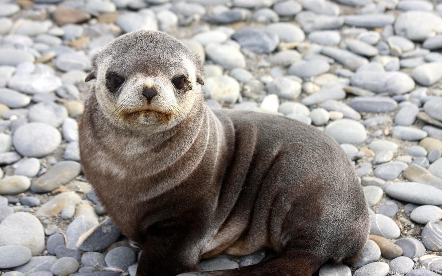 Cute Seal Wallpapers - Wallpaper Cave