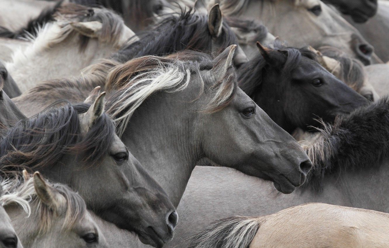 Wild Horse Wallpapers - Wallpaper Cave
