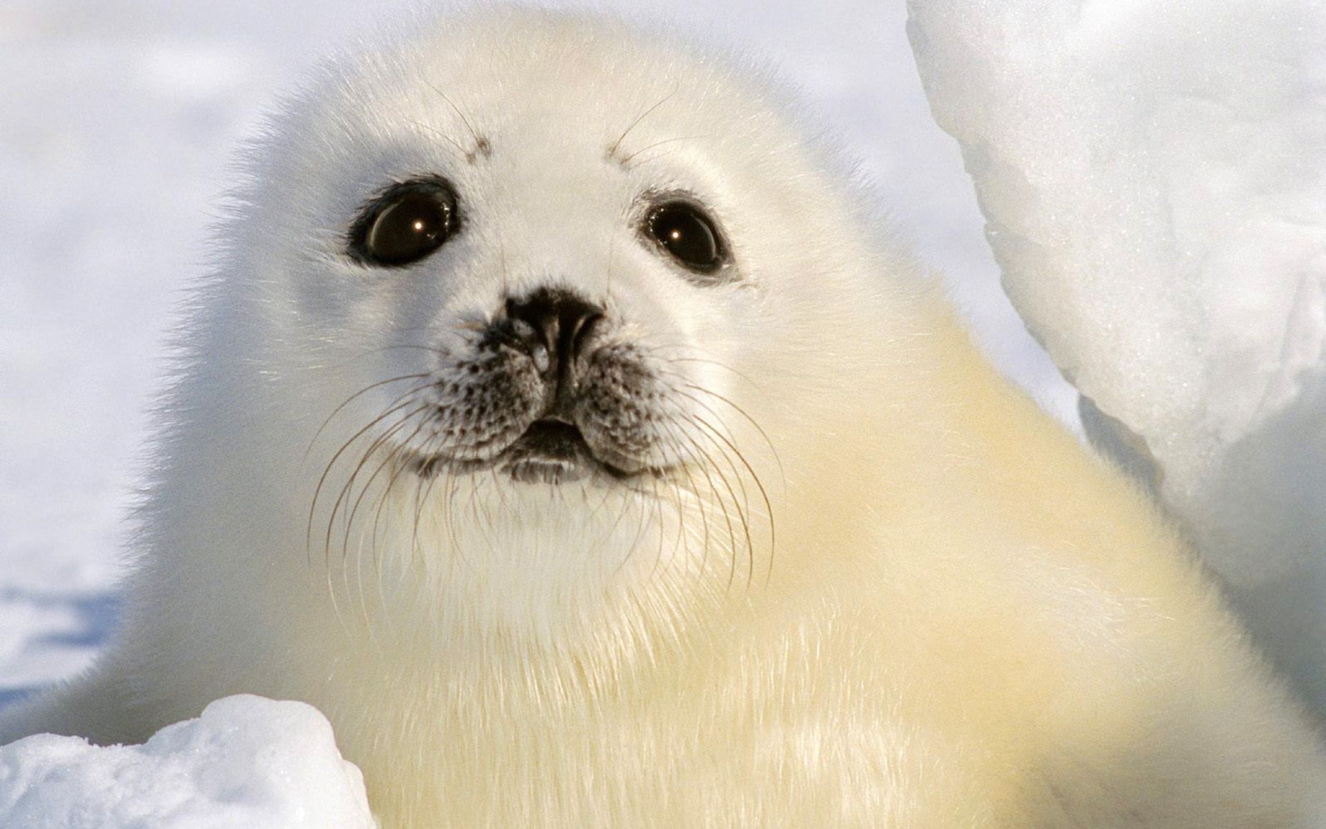 Cute Seal Wallpapers - Wallpaper Cave