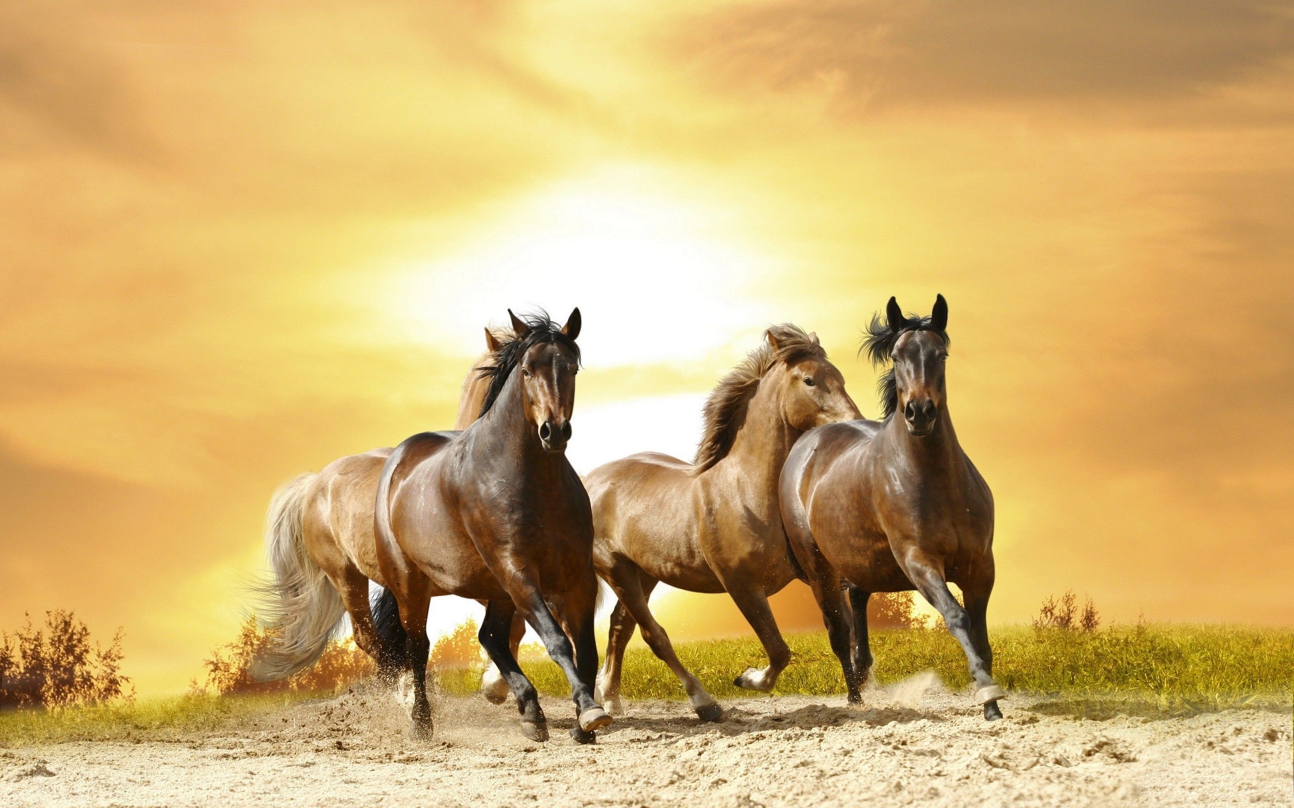 Wild Horse Wallpapers - Wallpaper Cave