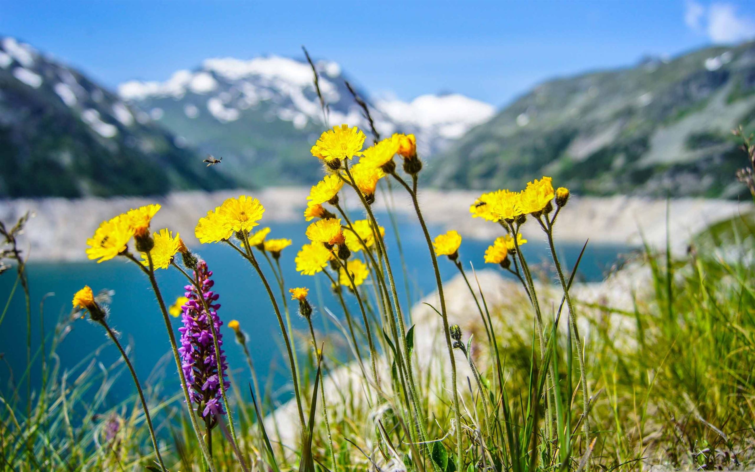 Mackbook Spring Wallpapers - Wallpaper Cave