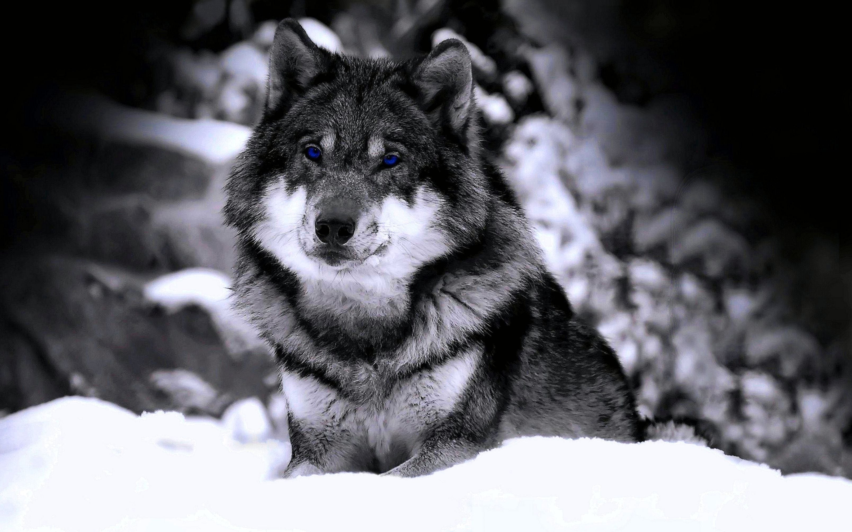 Wolf PC Wallpapers - Wallpaper Cave