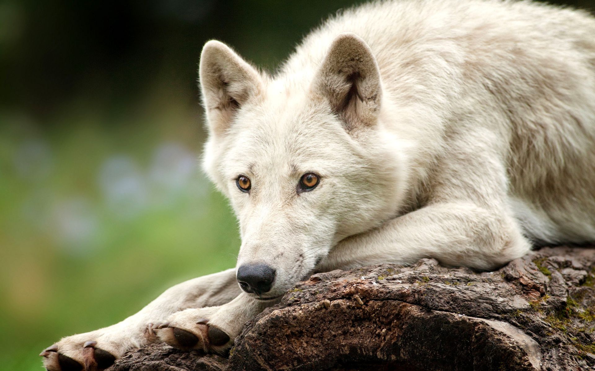 Wolf PC Wallpapers - Wallpaper Cave