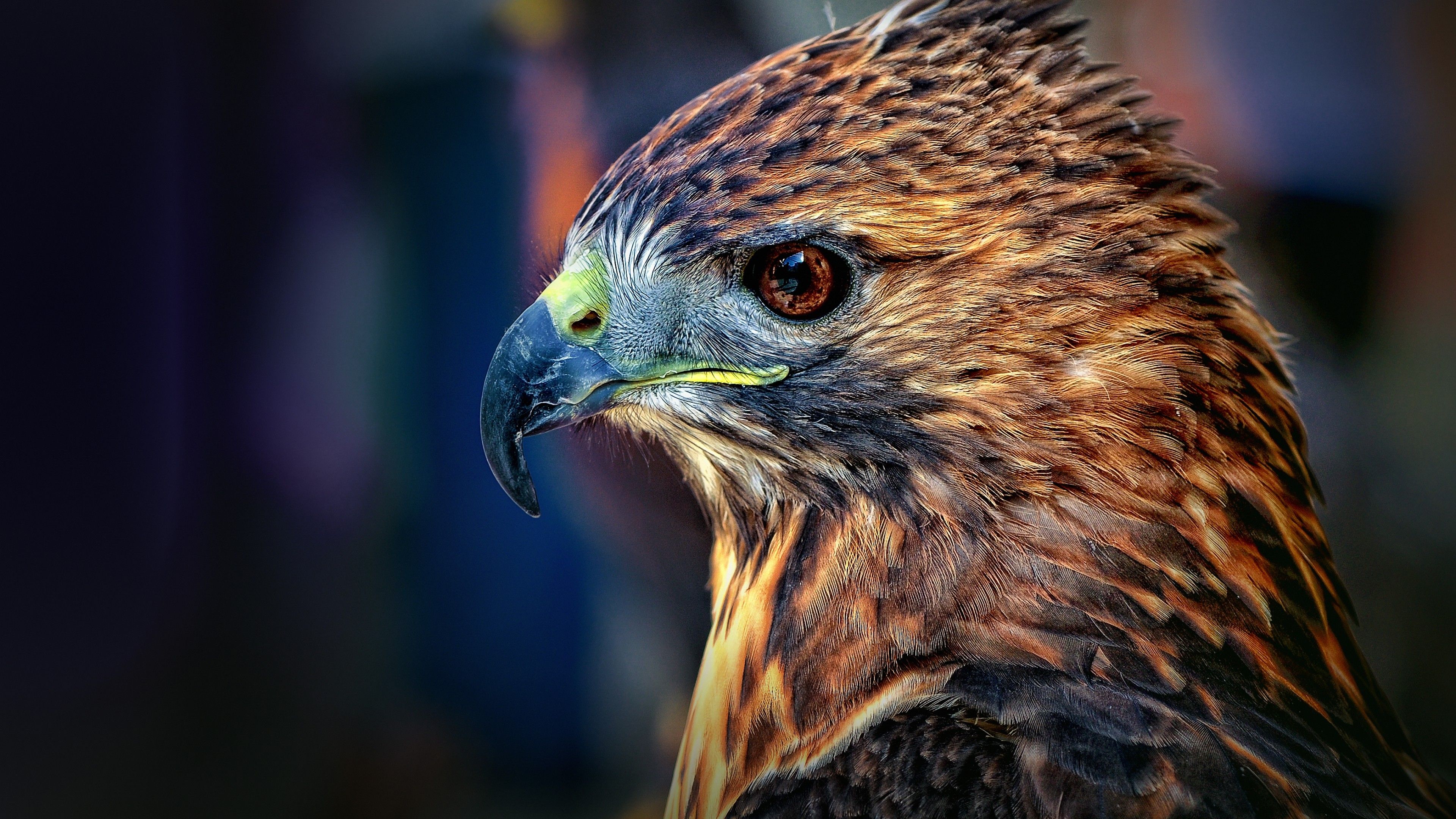 Hawk 4k Wallpapers - Wallpaper Cave