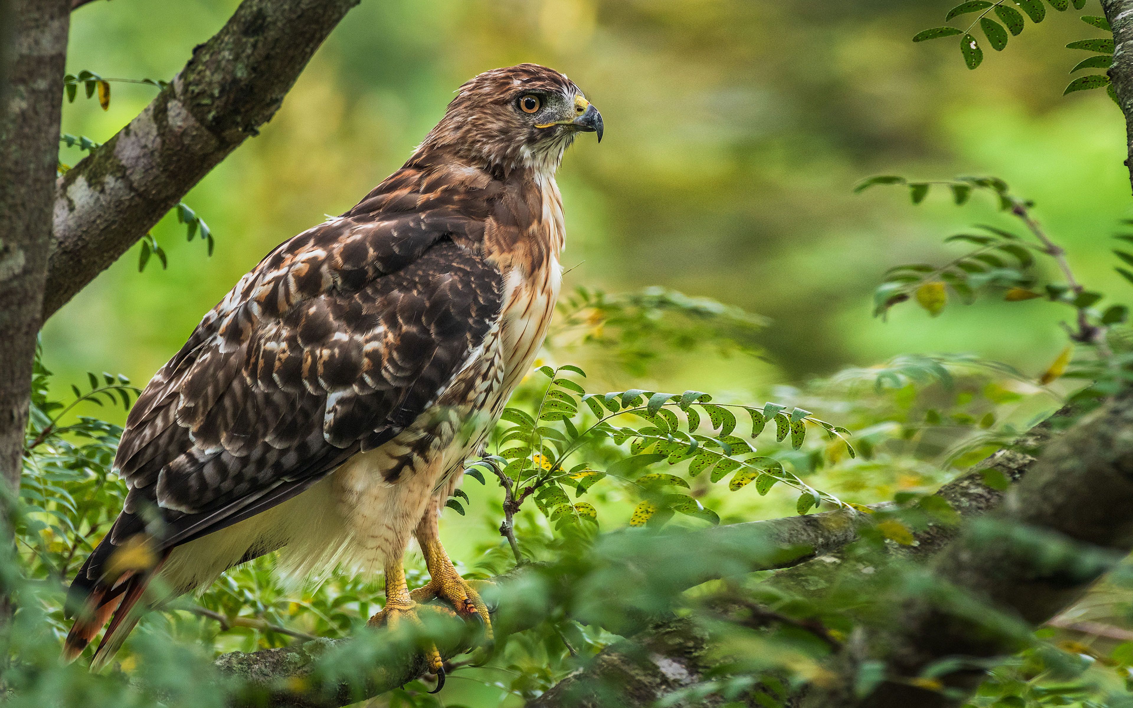 Hawk 4k Wallpapers - Wallpaper Cave