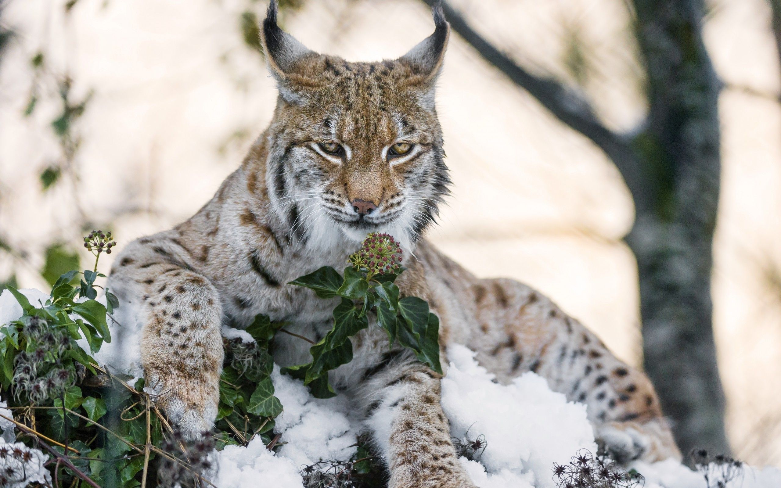 Lynx Animal Wallpapers - Wallpaper Cave