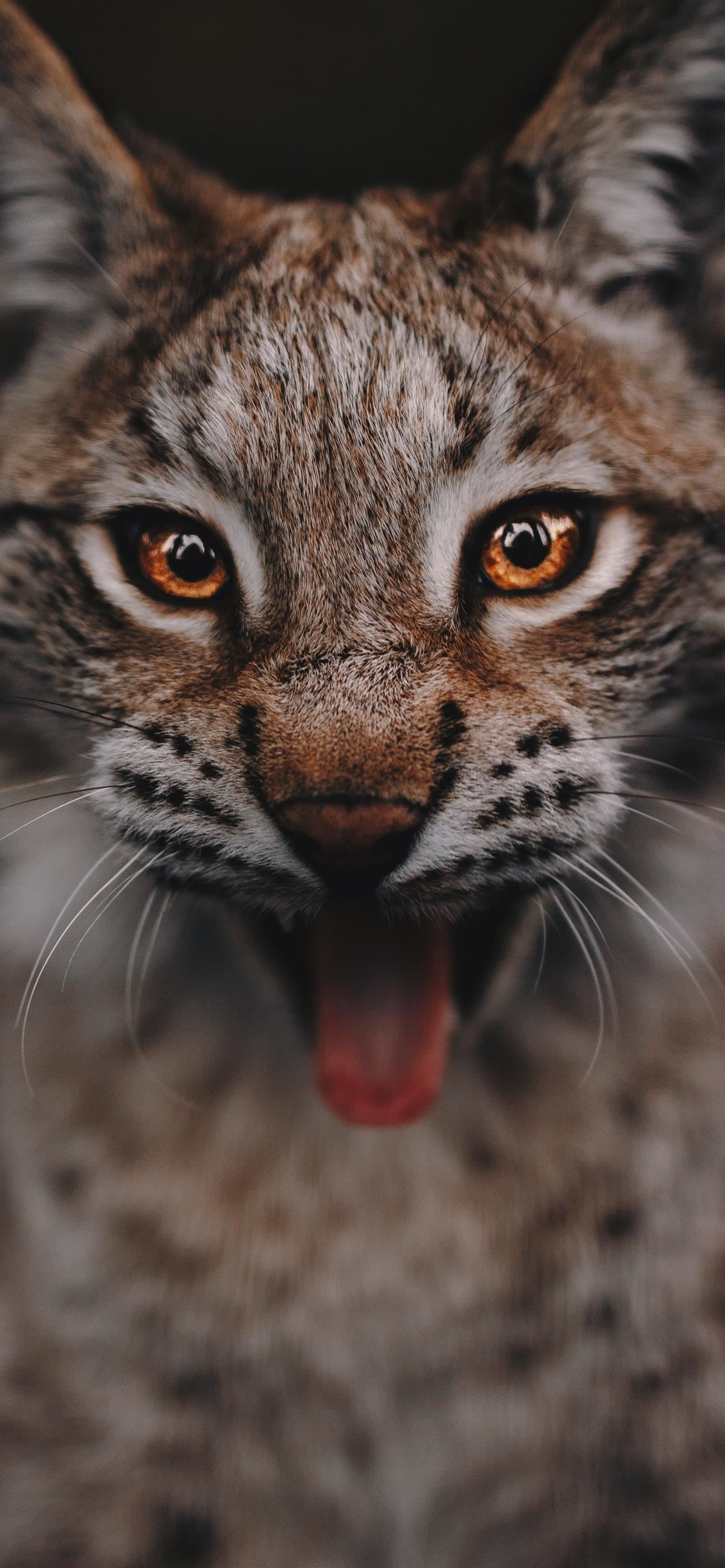 Lynx Animal Wallpapers - Wallpaper Cave