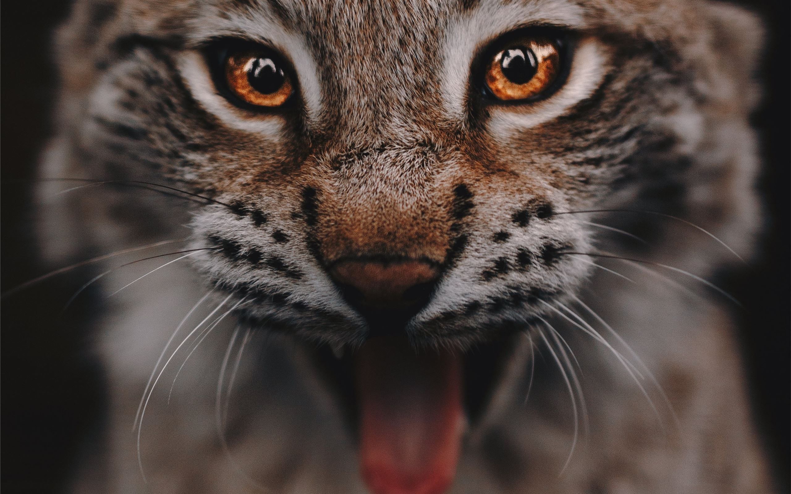 Lynx Animal Wallpapers - Wallpaper Cave