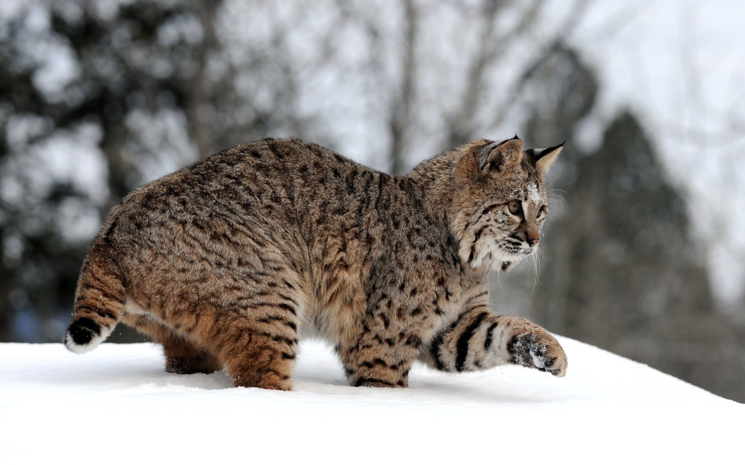 Lynx Animal Wallpapers - Wallpaper Cave