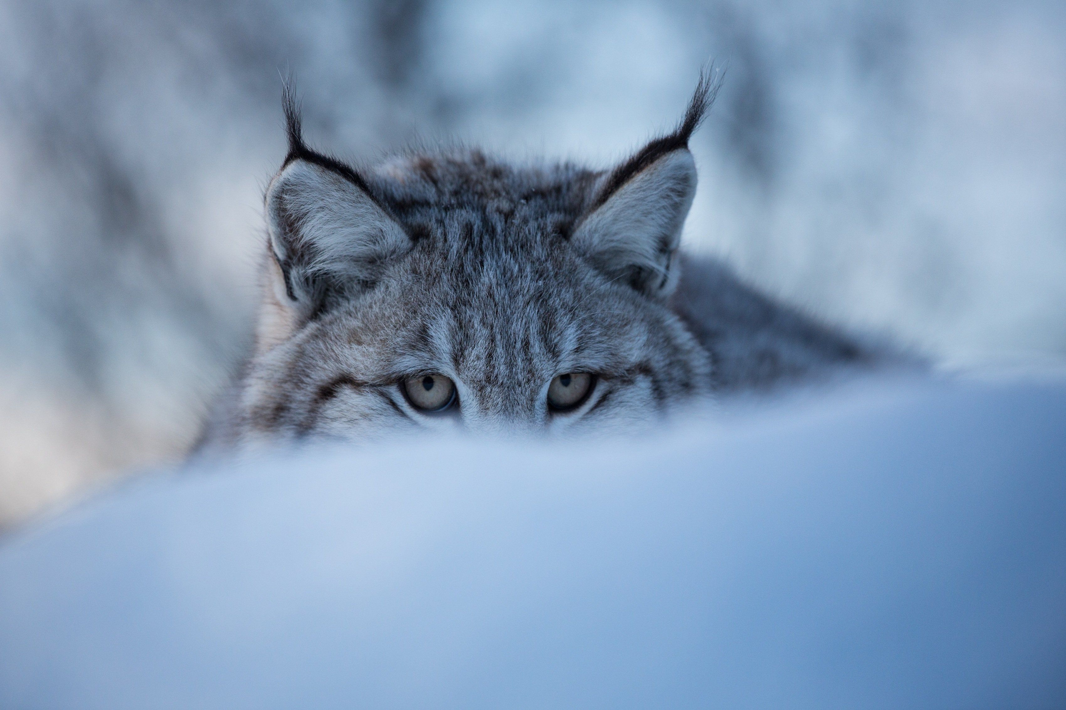 Lynx Animal Wallpapers - Wallpaper Cave