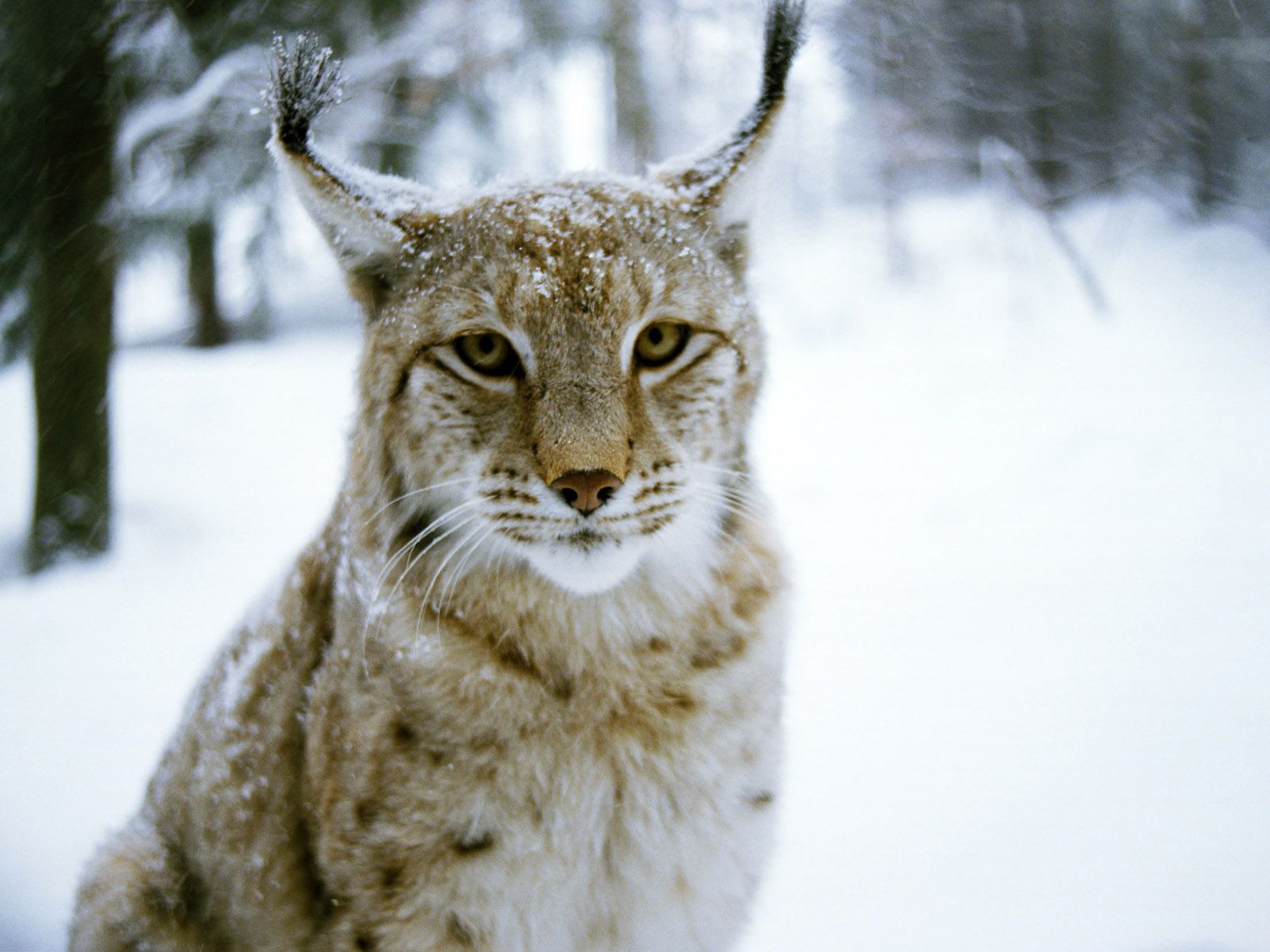 Lynx Animal Wallpapers - Wallpaper Cave