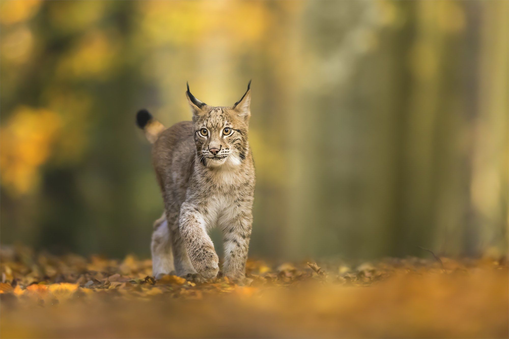 Lynx Animal Wallpapers - Wallpaper Cave