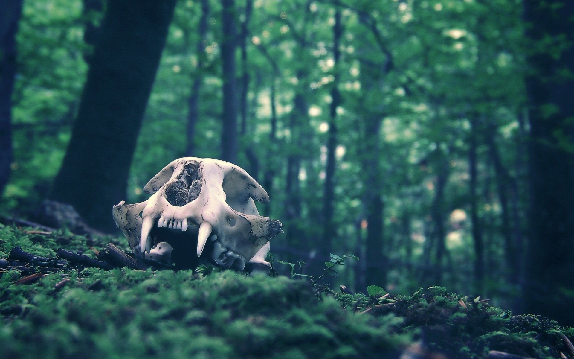 Animal Skull Wallpapers Wallpaper Cave Animal Skull Wallpapers Wallpaper Cave