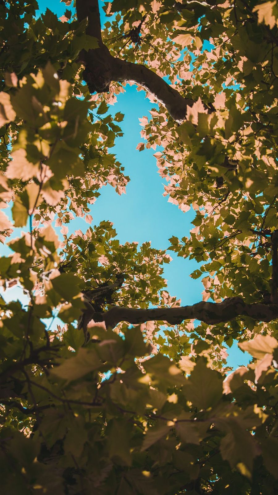 Smartphone 4k Nature Wallpapers - Wallpaper Cave