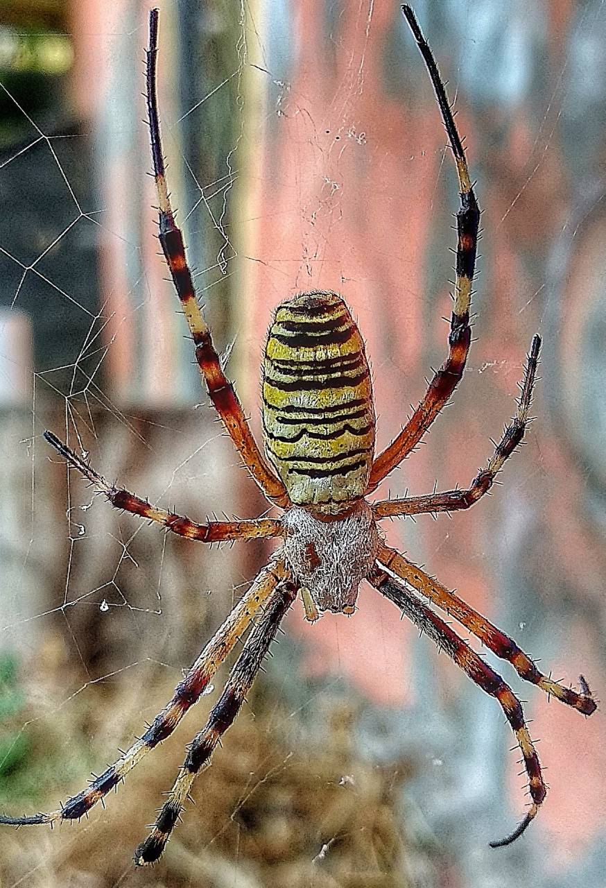 Real Spiders Wallpapers - Wallpaper Cave