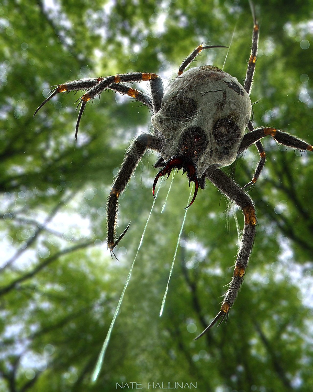 Real Spiders Wallpapers - Wallpaper Cave