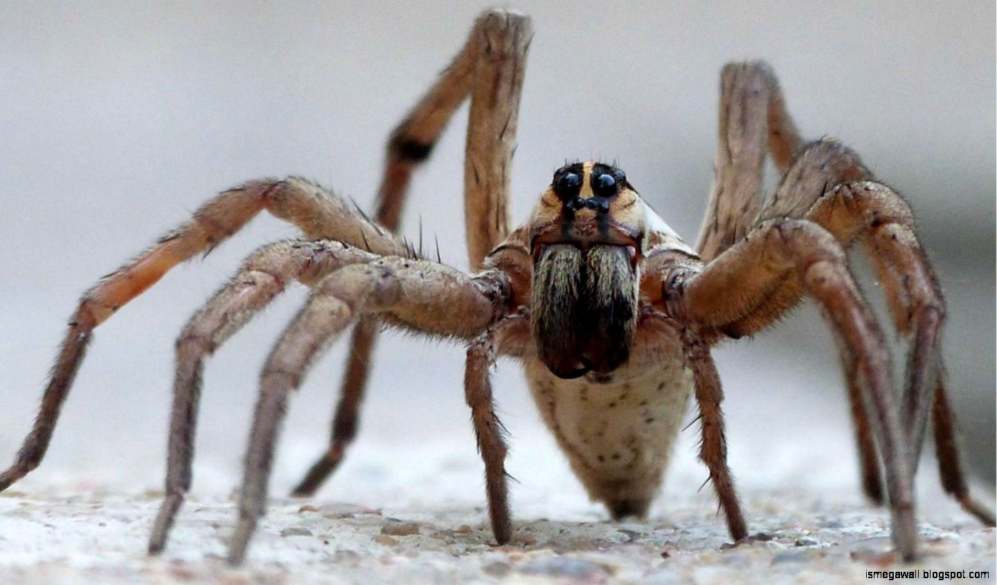 Real Spiders Wallpapers - Wallpaper Cave