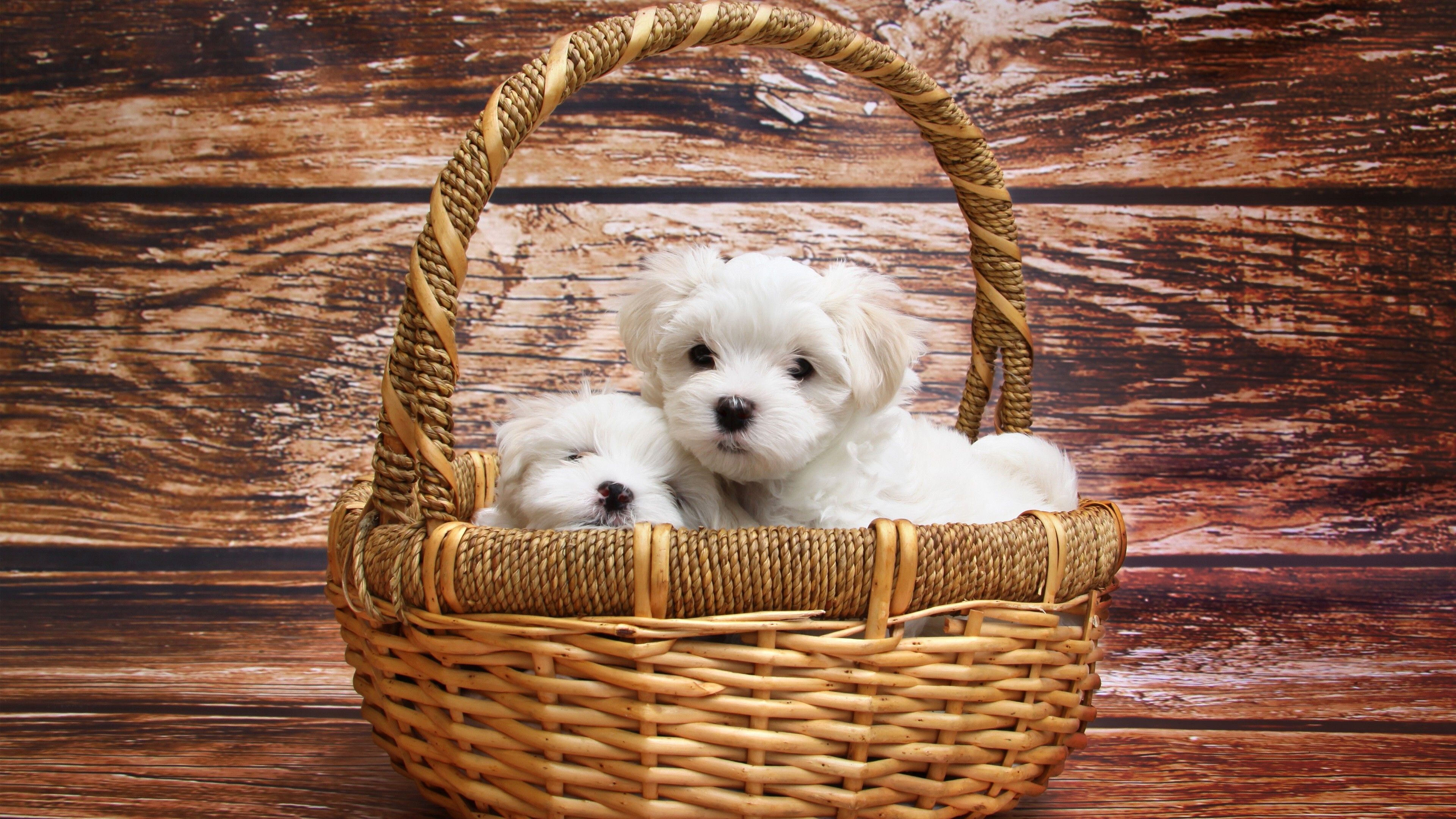 Maltese Dog Wallpapers - Wallpaper Cave