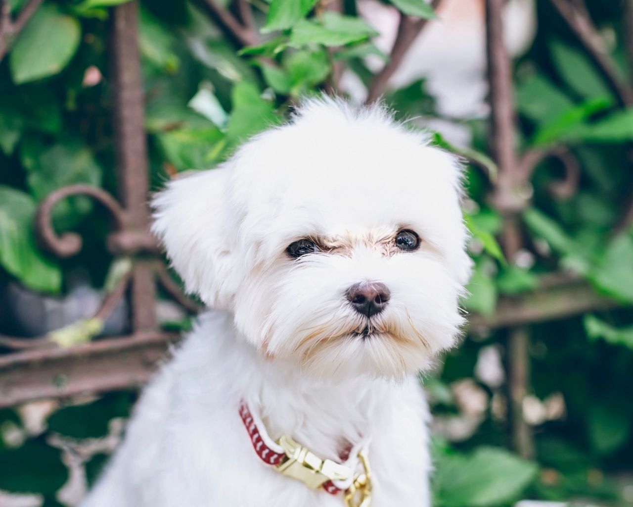 Maltese Dog Wallpapers - Wallpaper Cave