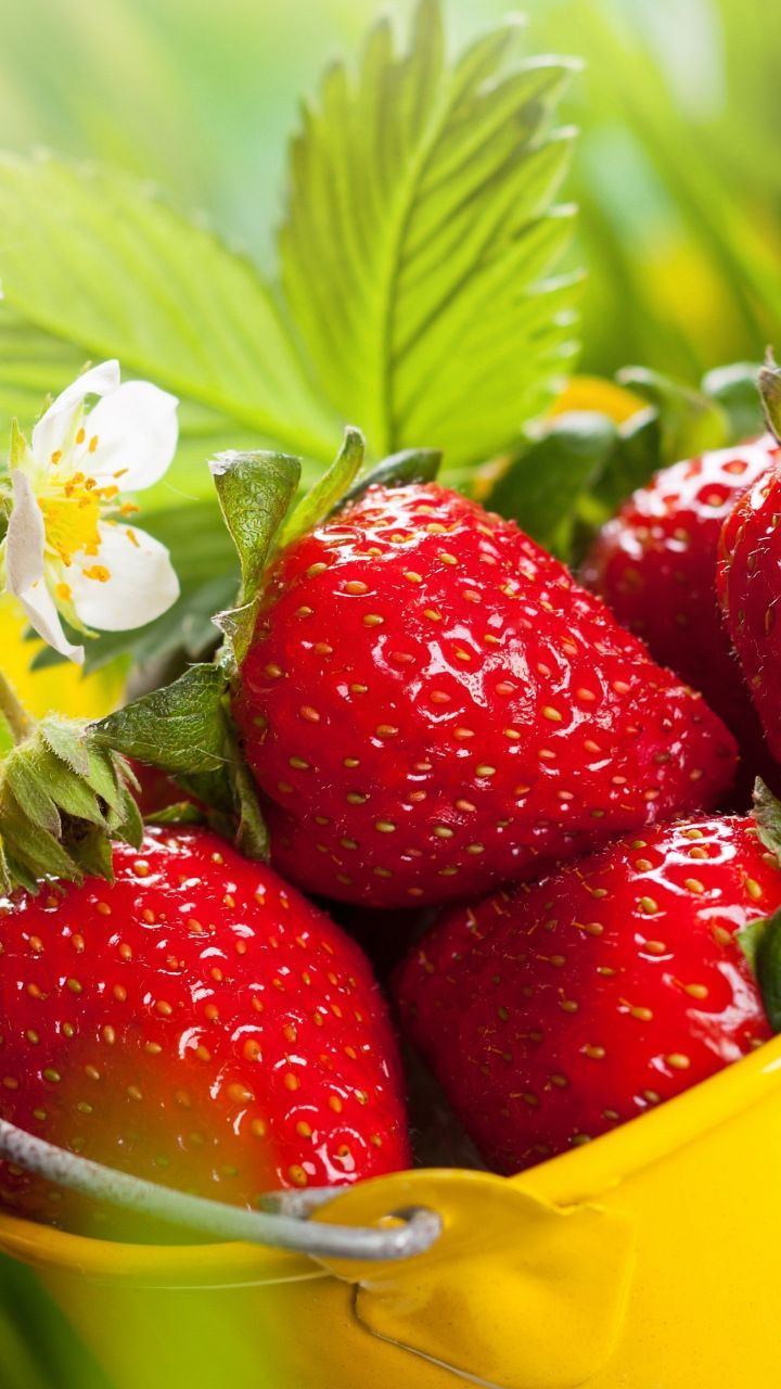 Cute Spring Fruits Wallpapers - Wallpaper Cave