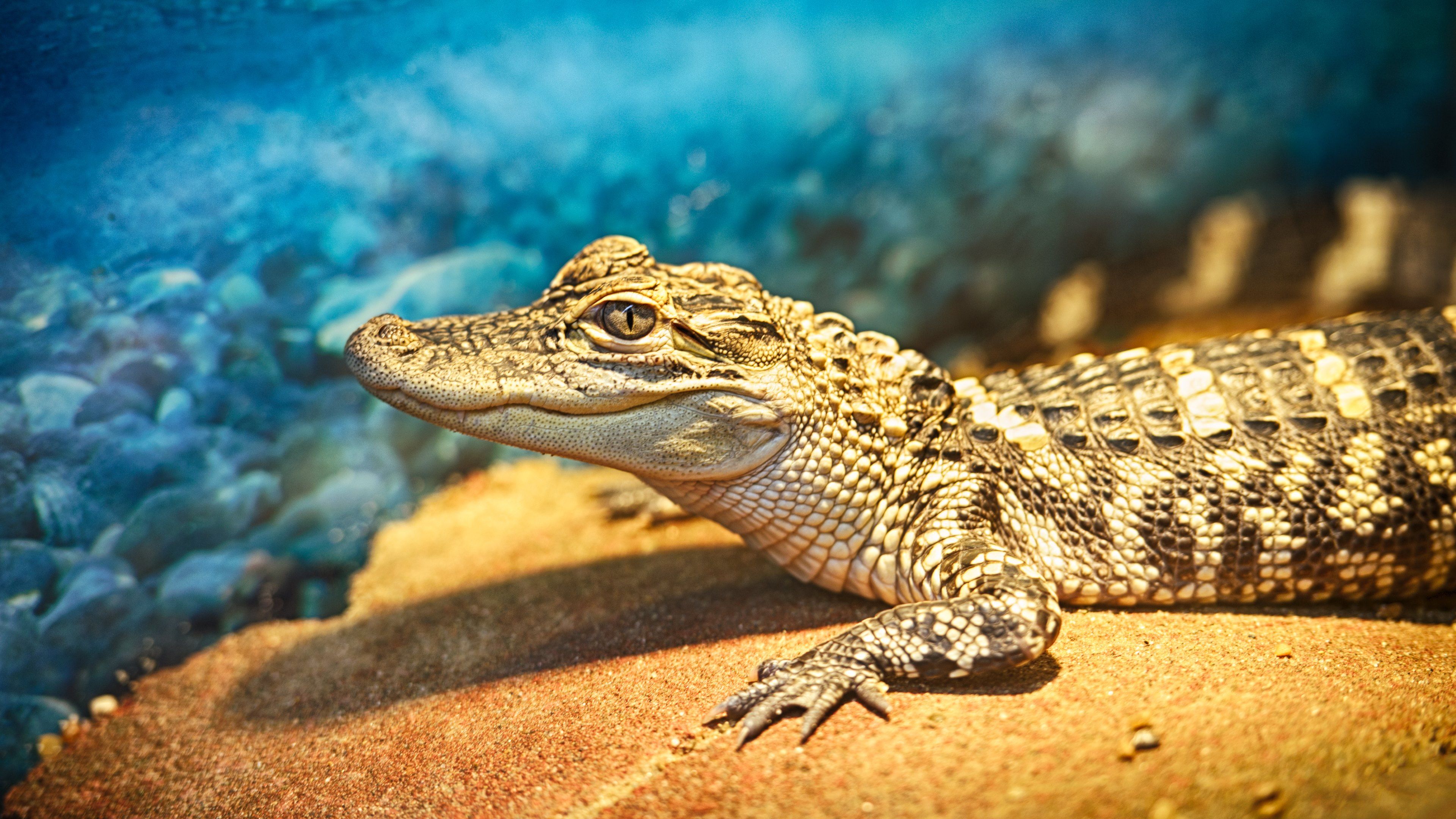 4k Alligator Wallpapers - Wallpaper Cave