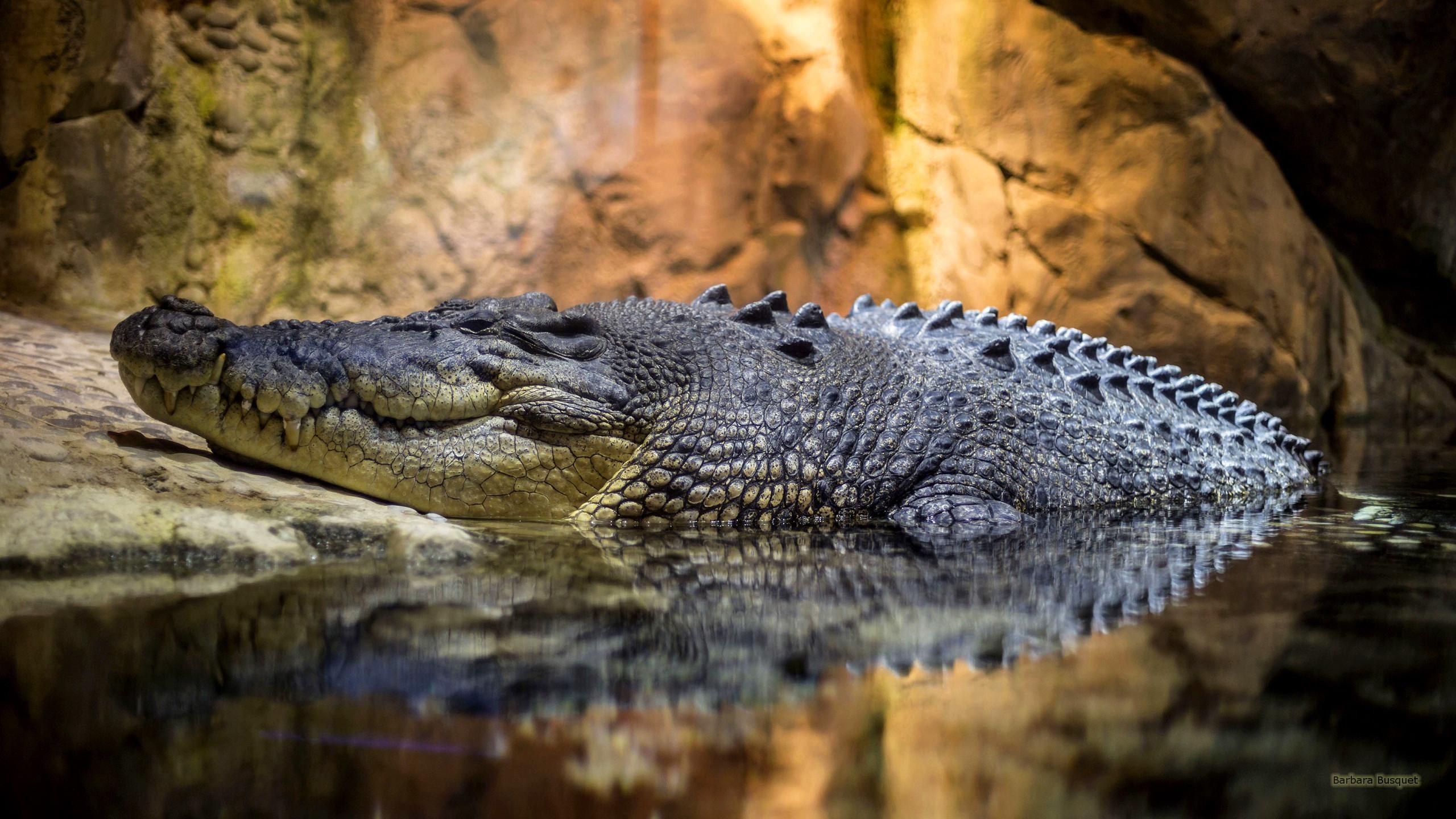 4k Alligator Wallpapers - Wallpaper Cave