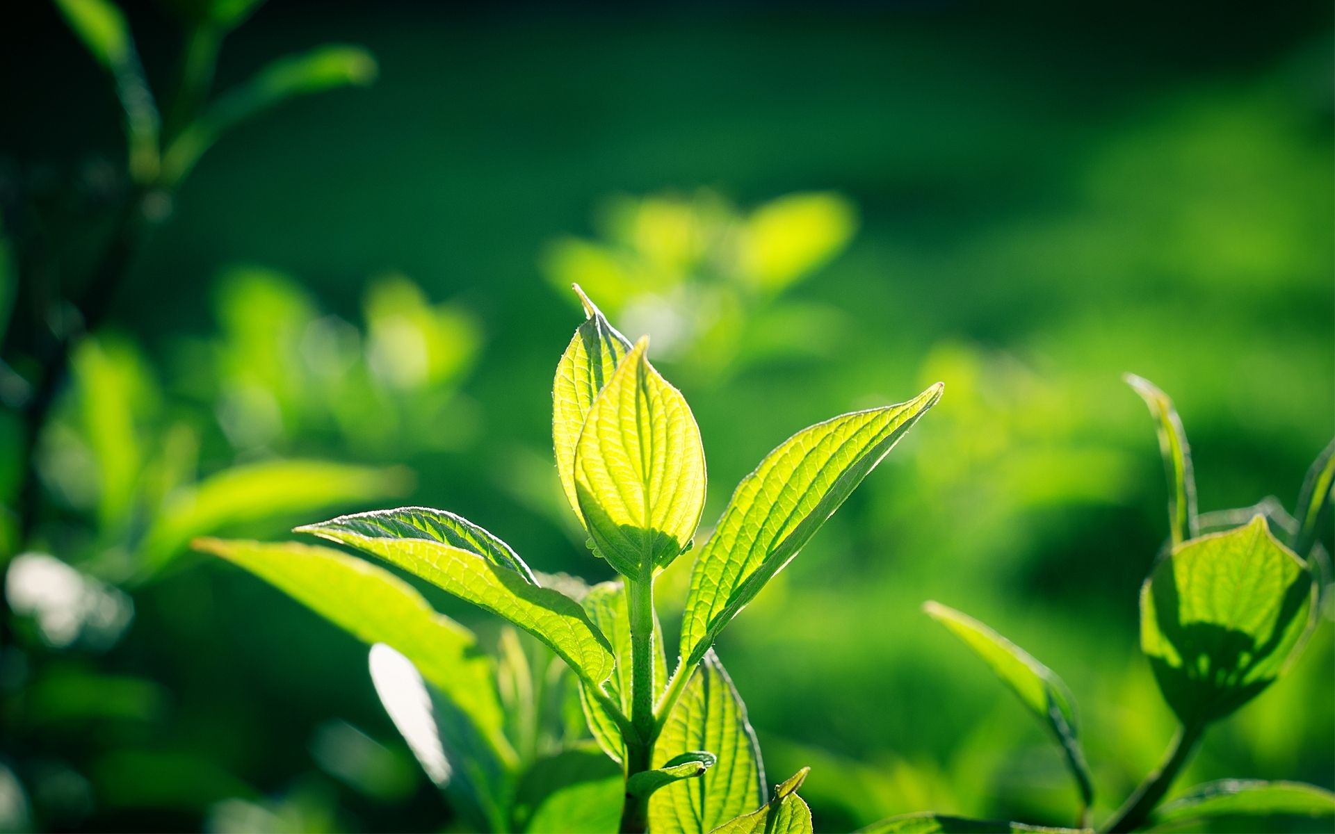 Plant Ultra HD Wallpapers - Wallpaper Cave