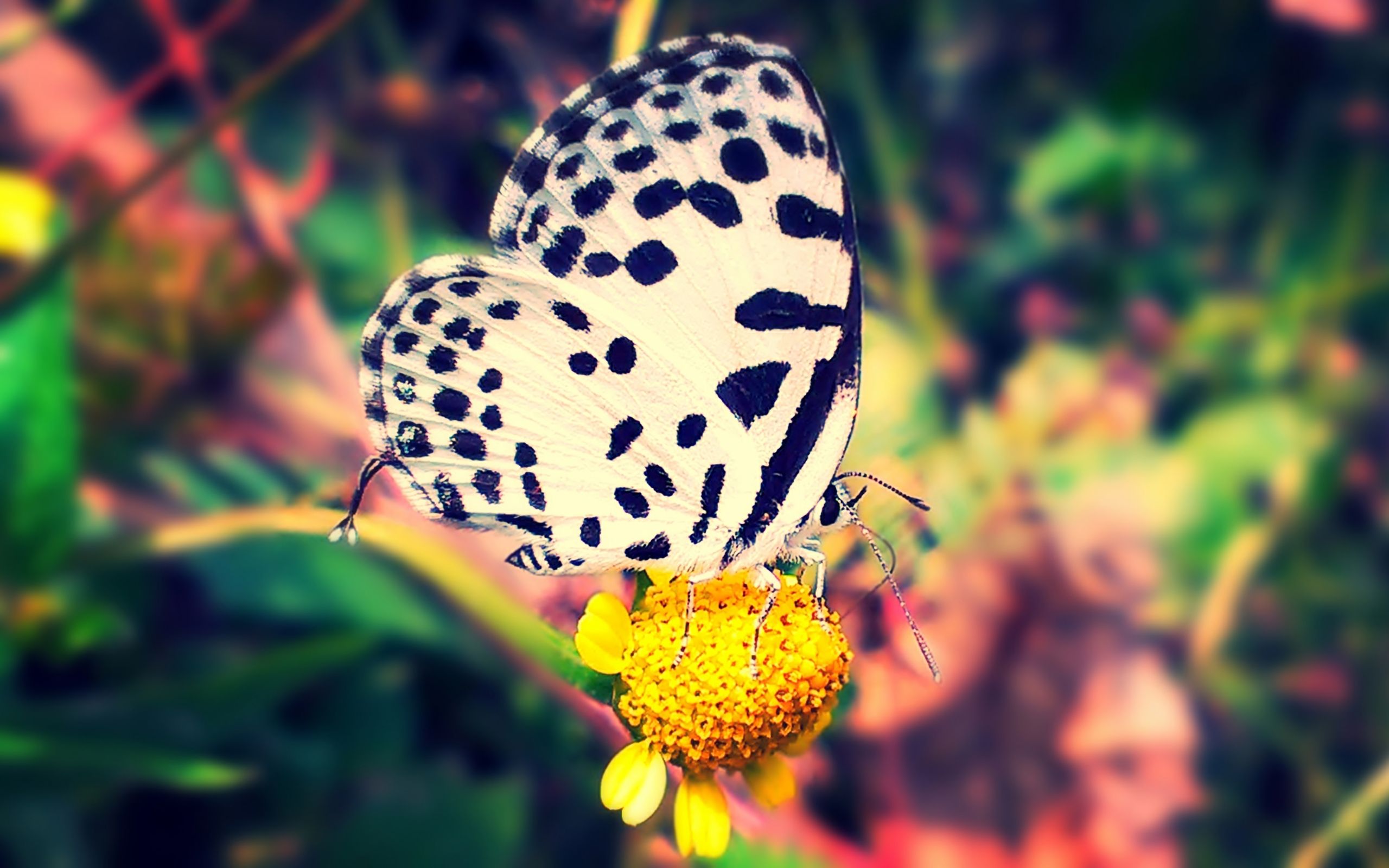 Animals Desktop 4k Wallpapers - Wallpaper Cave