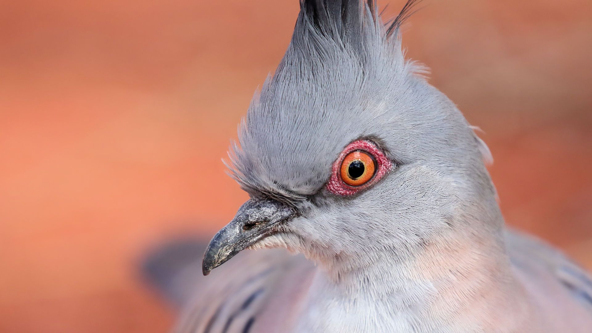 Crested Pigeon Wallpapers - Wallpaper Cave