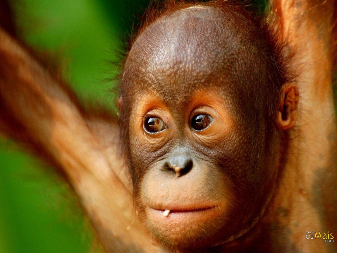 Macaco Wallpapers - Wallpaper Cave